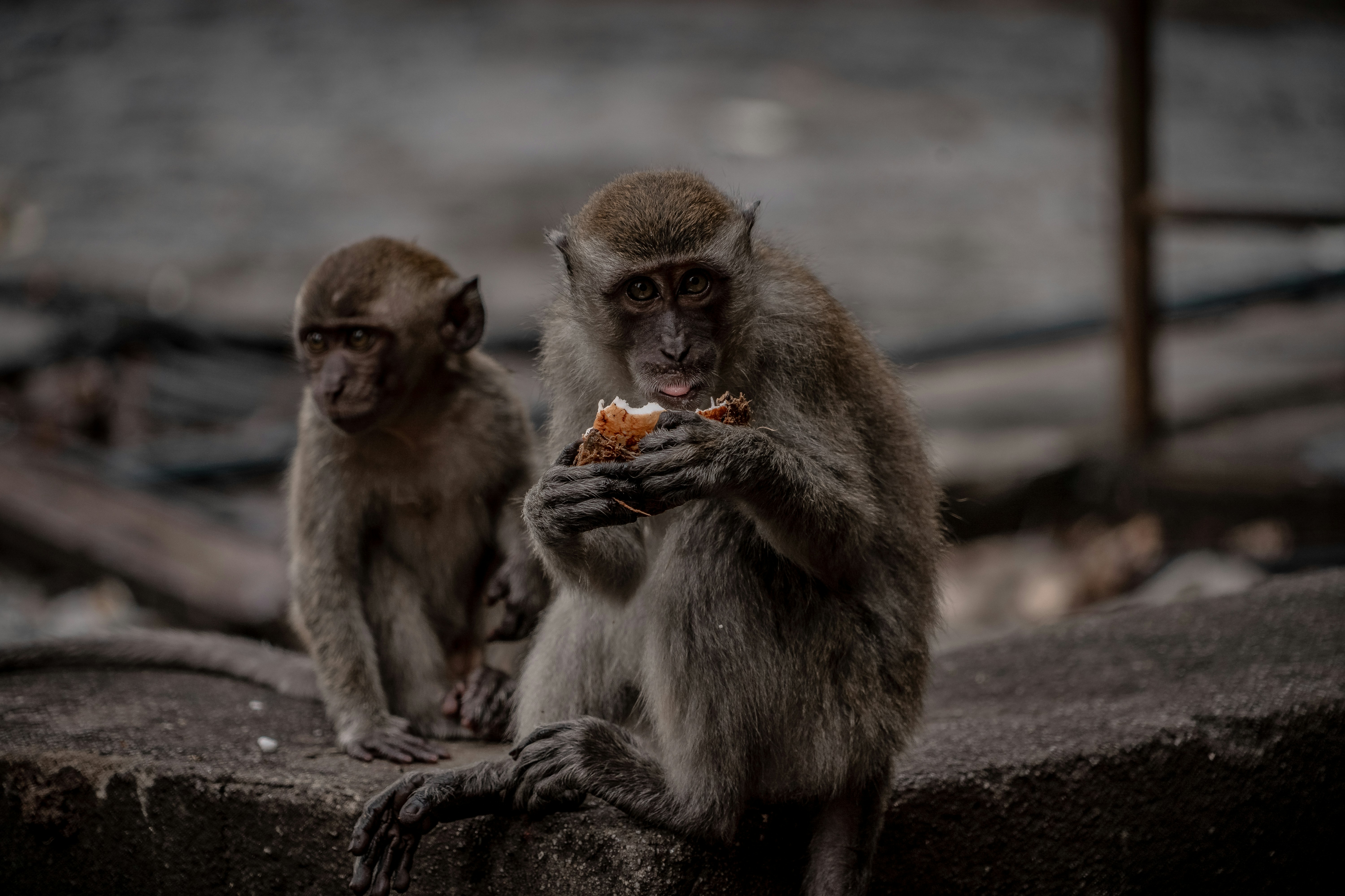 Two monkeys sitting on a ledge eating food photo – Free Malaysia Image ...