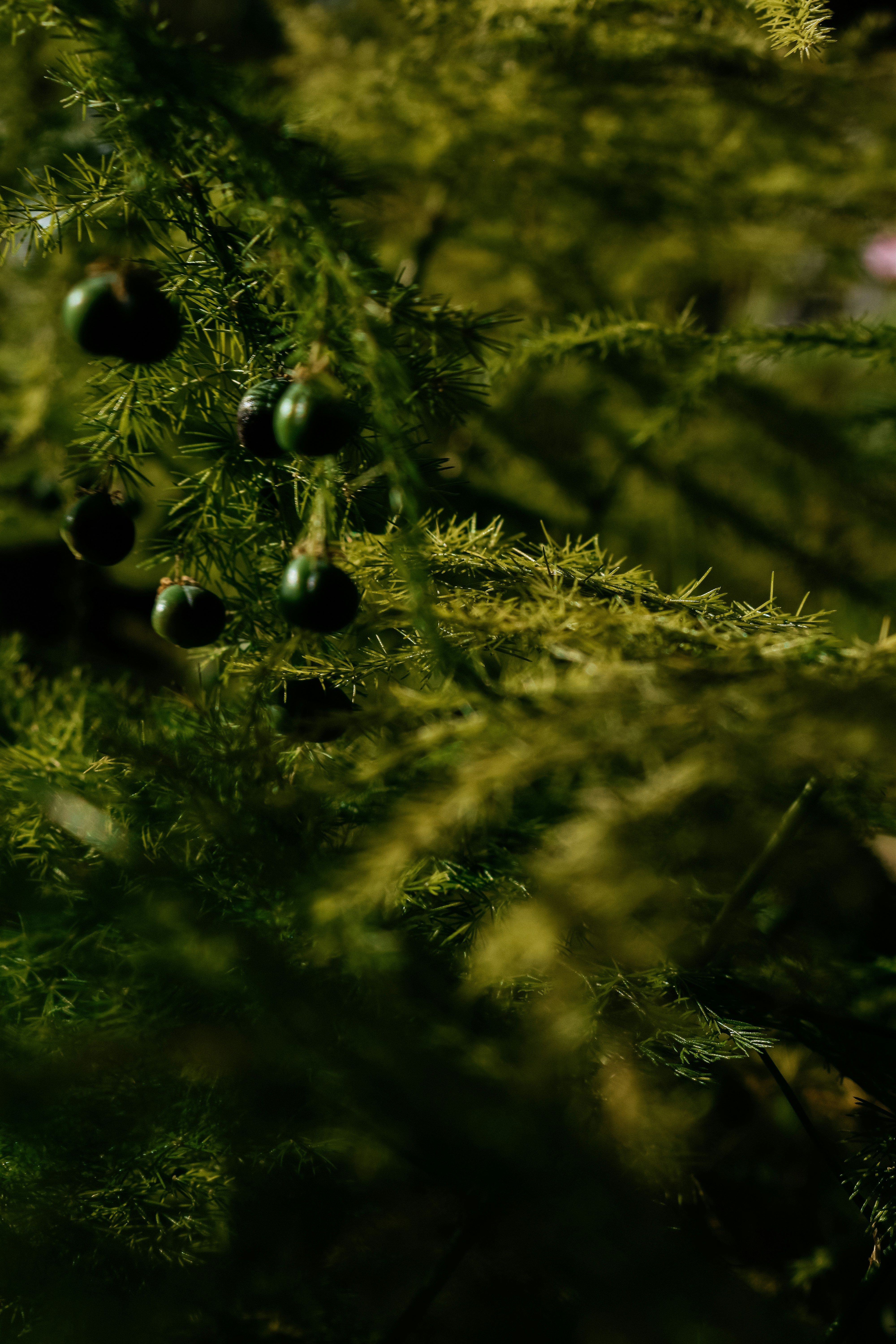 Emerald Orbs in Velvet Foliage: Close-Up of Dark Berries Among Conifer Needles