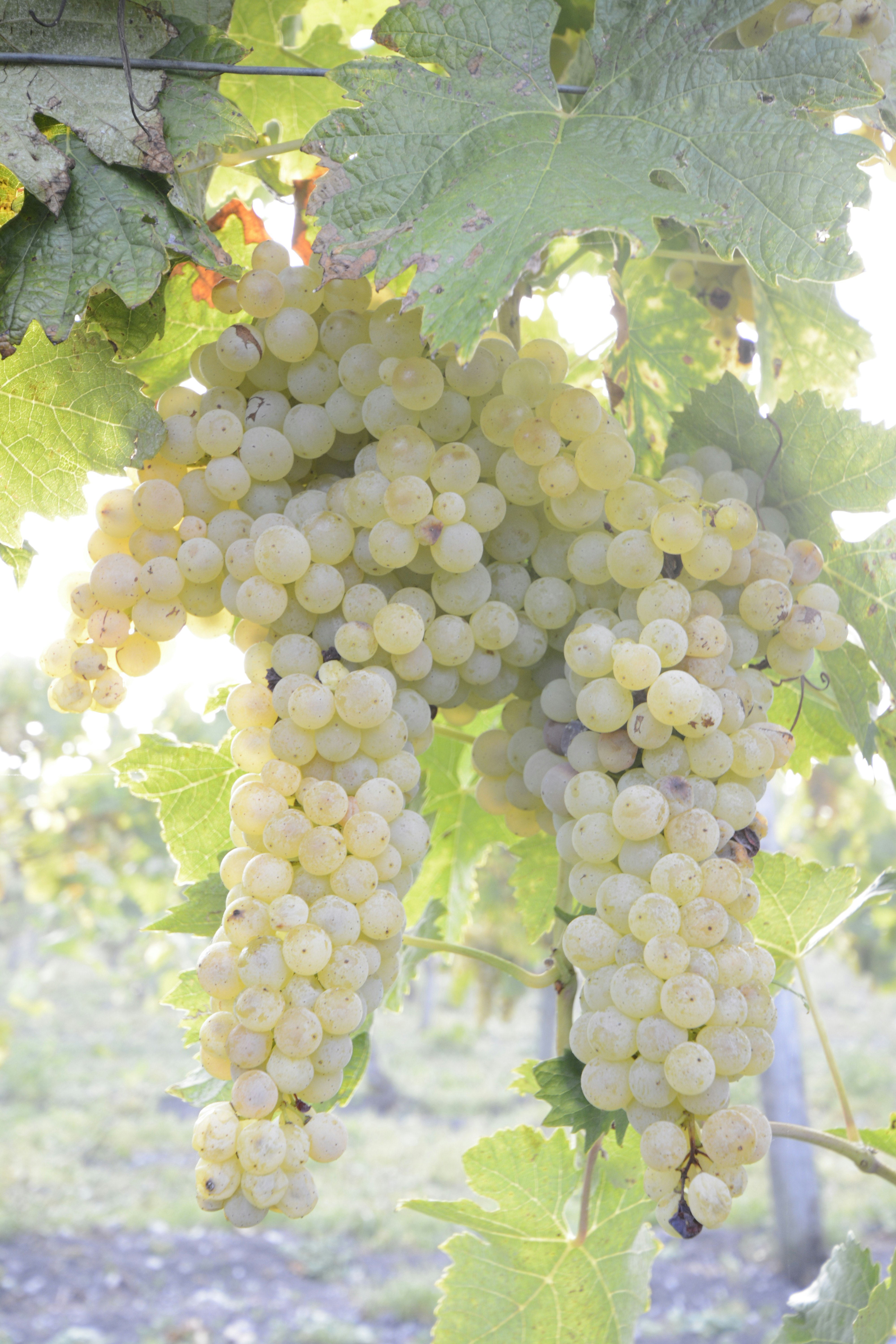 Photo by Michel Meuleman with Nikon D7100