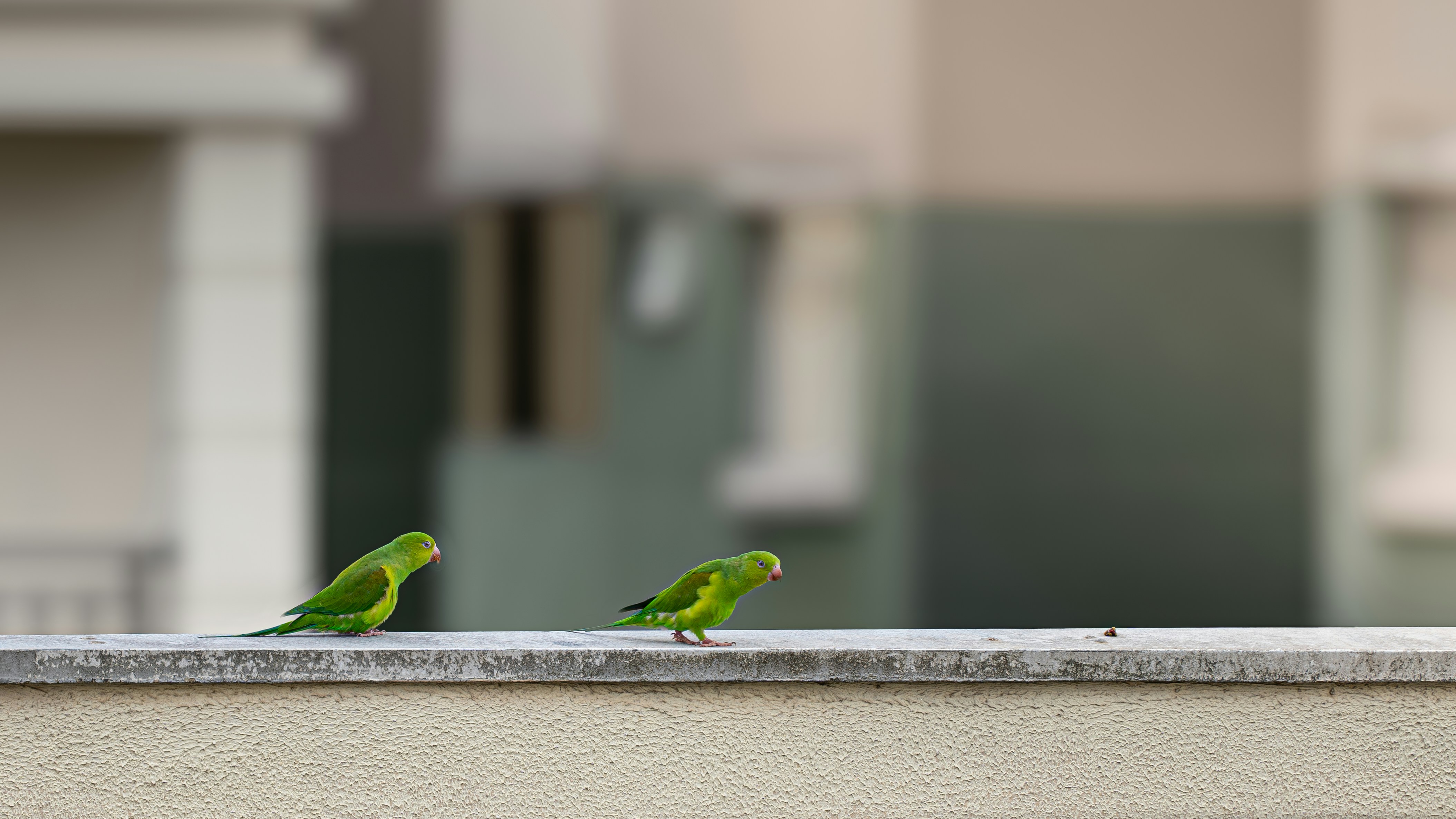 Two emerald-green birds perch along a sunlit concrete railing with a softly blurred urban backdrop.