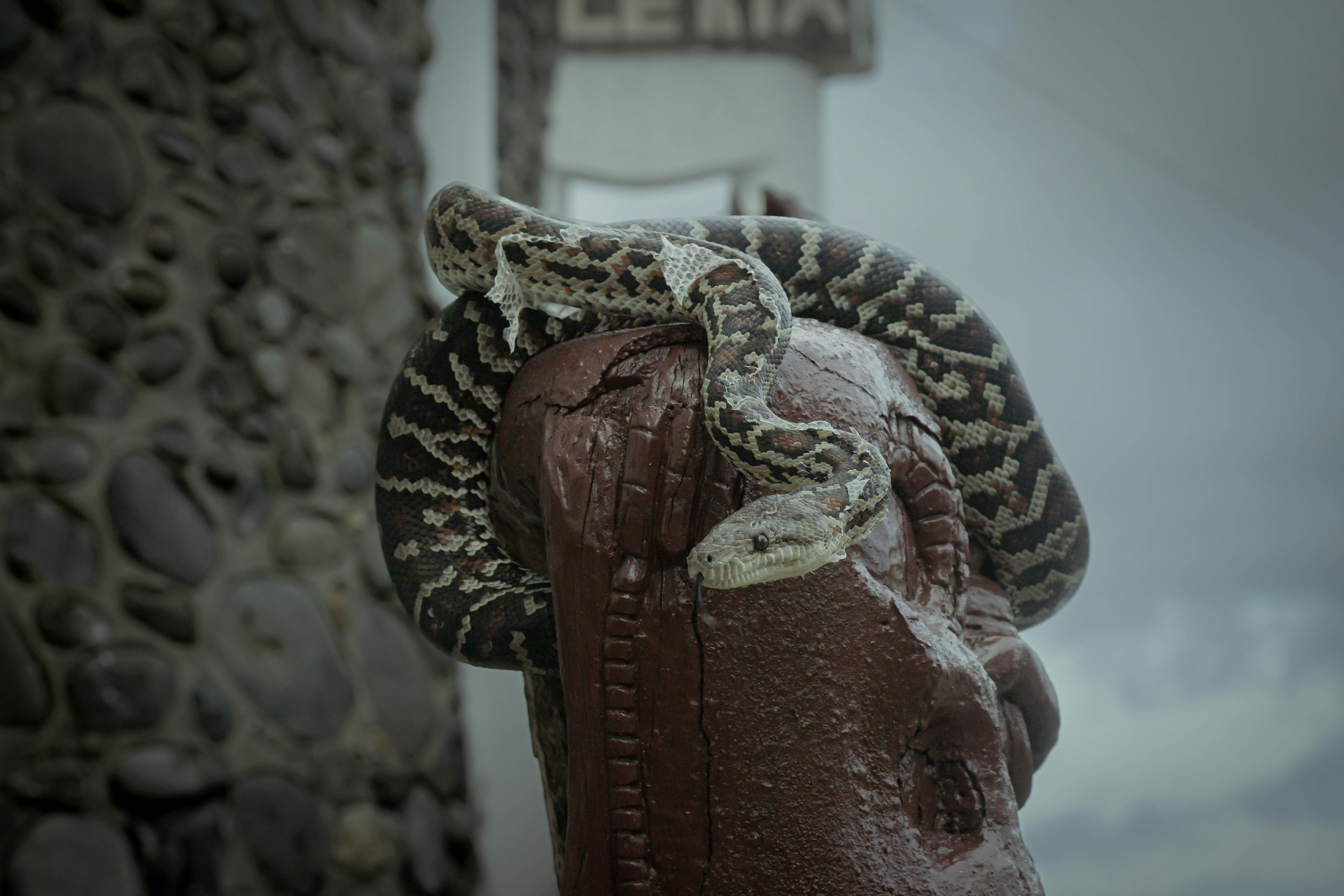 Coiled in Cold: Rattlesnake Grips a Weathered Boot Under Winter Light