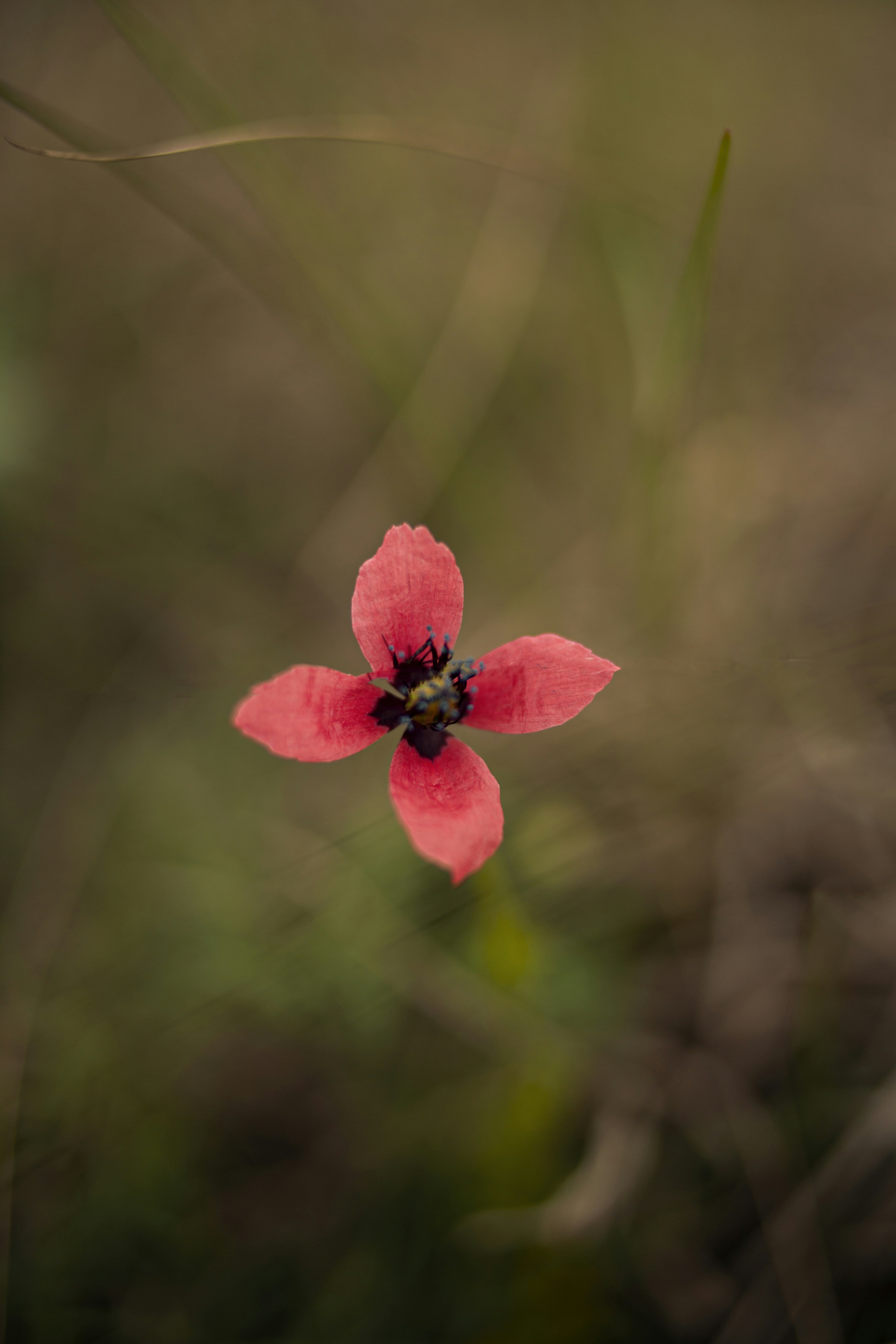 Red Pop Flower: A Sparse Meadow's Central Burst