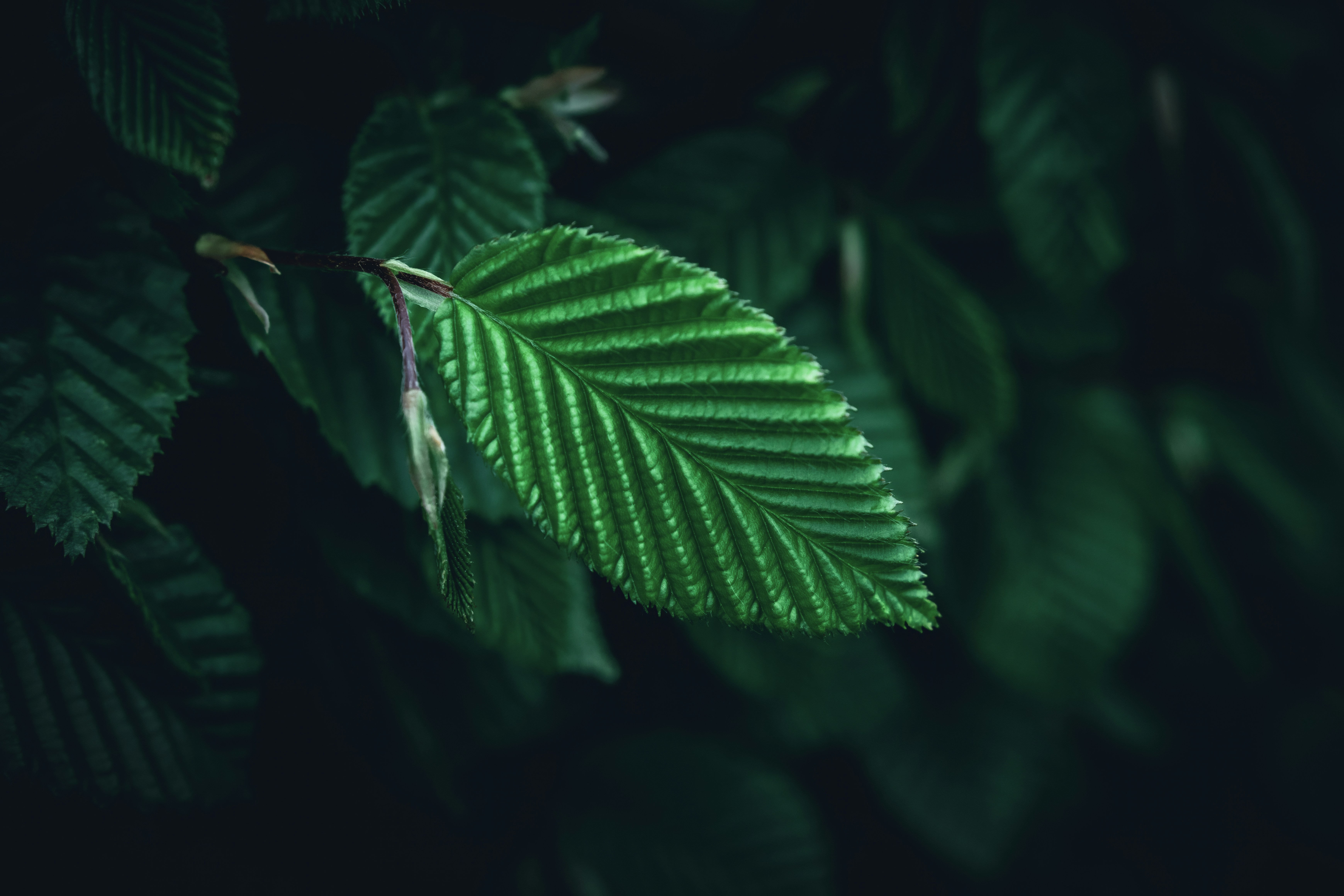 A close up of a green leaf on a tree photo – Free Background Image on ...