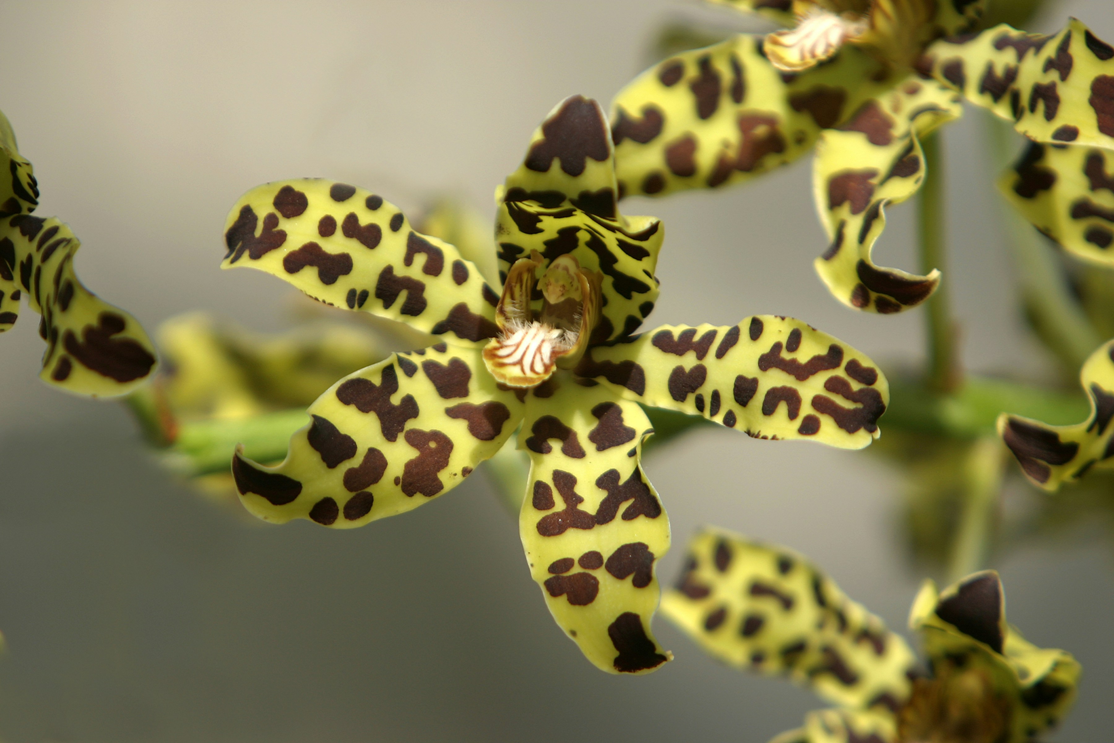 Yellow and brown spotted orchid with intricate petal patterns against a soft background.