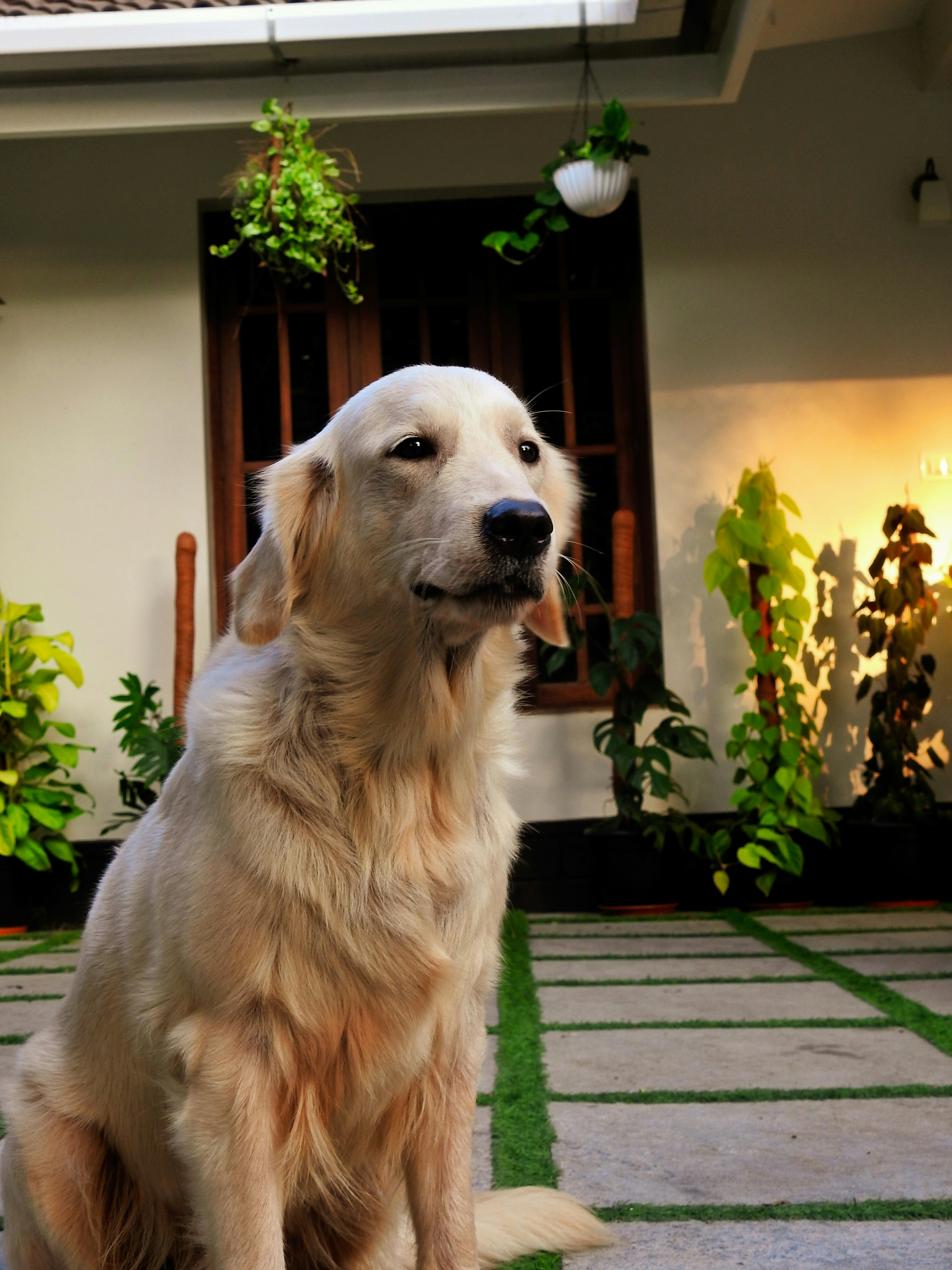 Un perro sentado en el suelo frente a una casa foto – Imagen de India ...