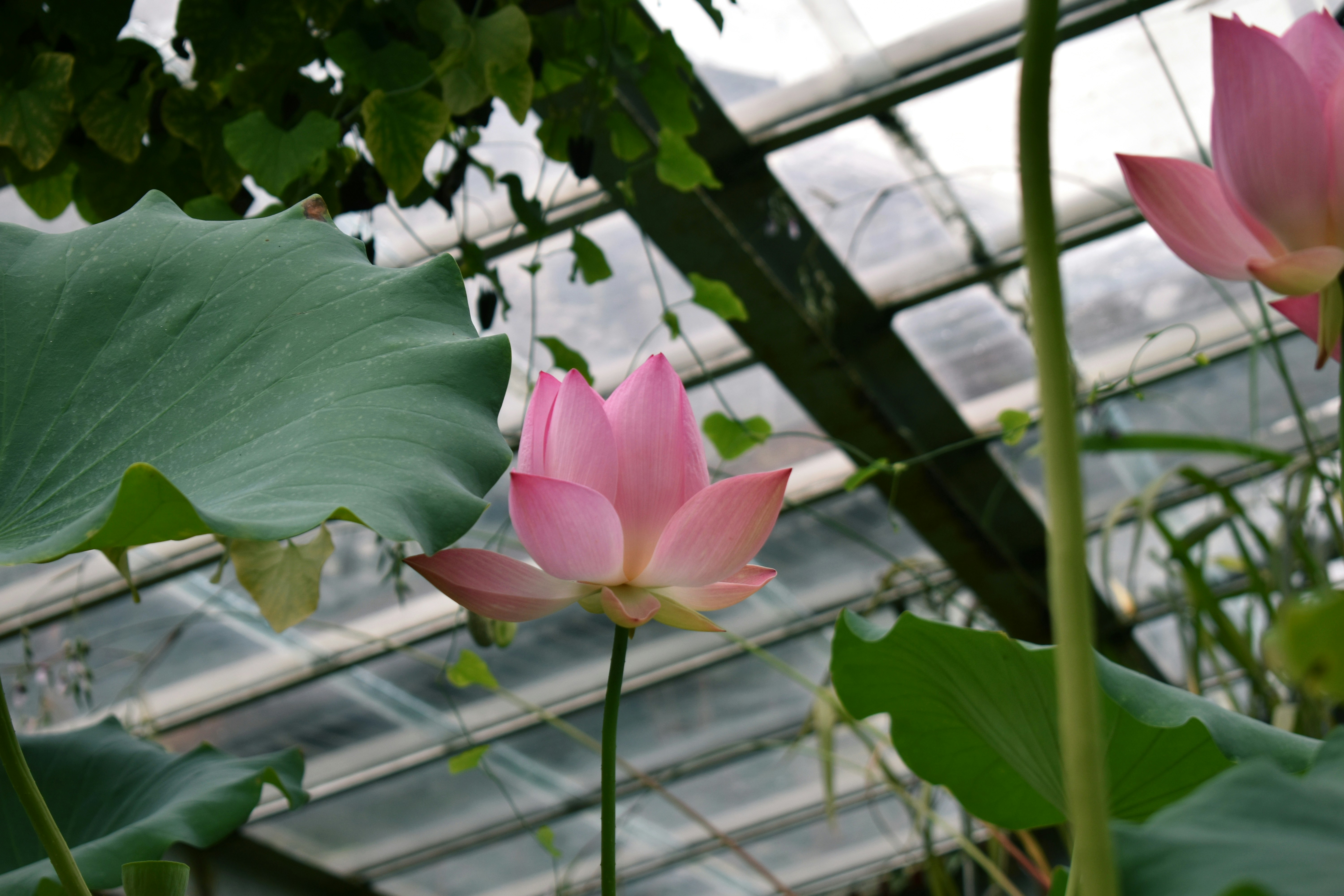 Soft Pink Lotus in a Glasshouse: Delicate Bloom Framed by Greenery