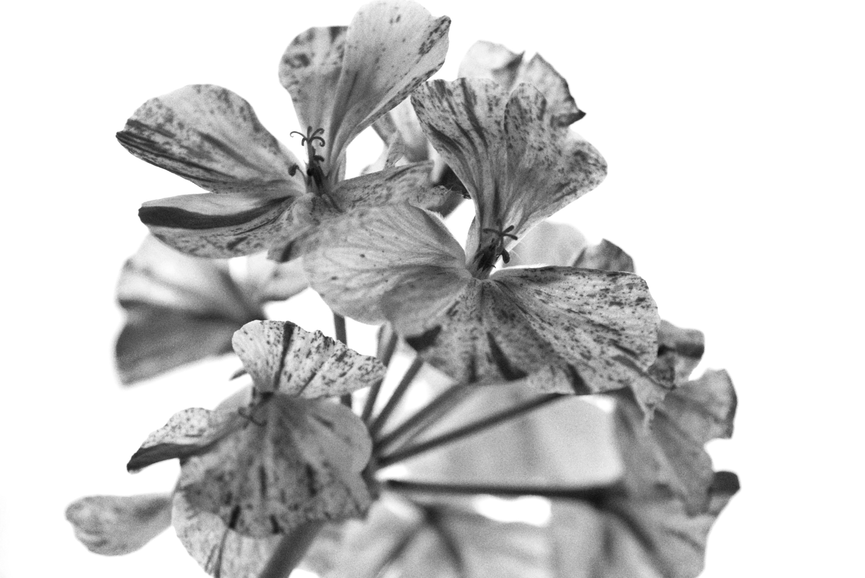 Petal Mosaic in Mono: A Close-Up of Hydrangea Texture