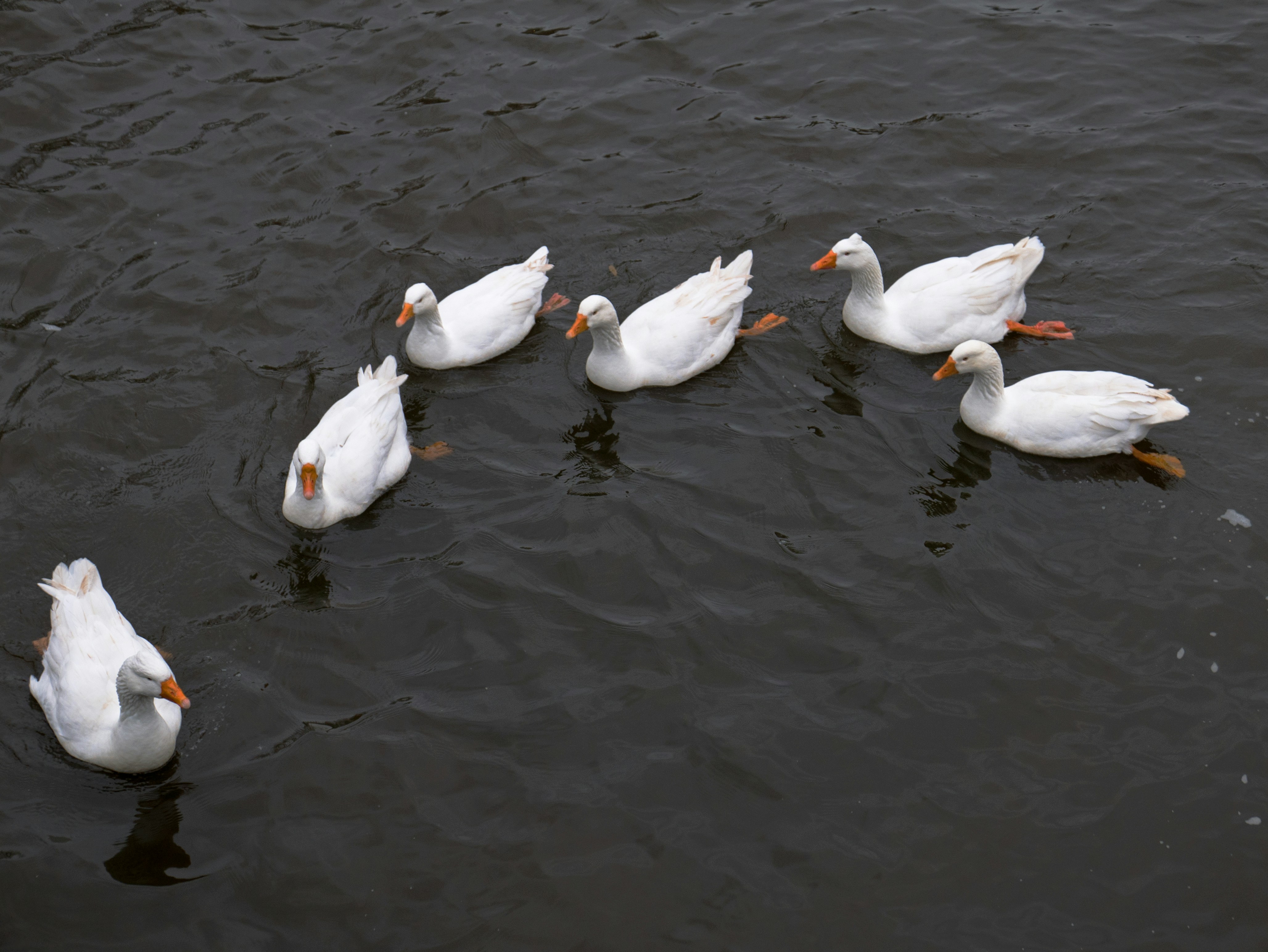 Free photo of animals - group of white geese in the city canal, swimming together in the rippling water texture in Amsterdam city. Animals photography in Amsterdam downtown. Urban street photography in free images - high resolution and free download for poster, print & wallpaper - photos of cities in The Netherlands by Fons Heijnsbroek / Gratis foto van dieren - groep witte ganzen in het rimpelende water van de gracht in Amsterdam. Foto met sterk contrast. Een gans is een Stadsdier! Gratis download foto - straatfotografie van dieren in de stad in Nederland, fotograaf Fons Heijnsbroek.
