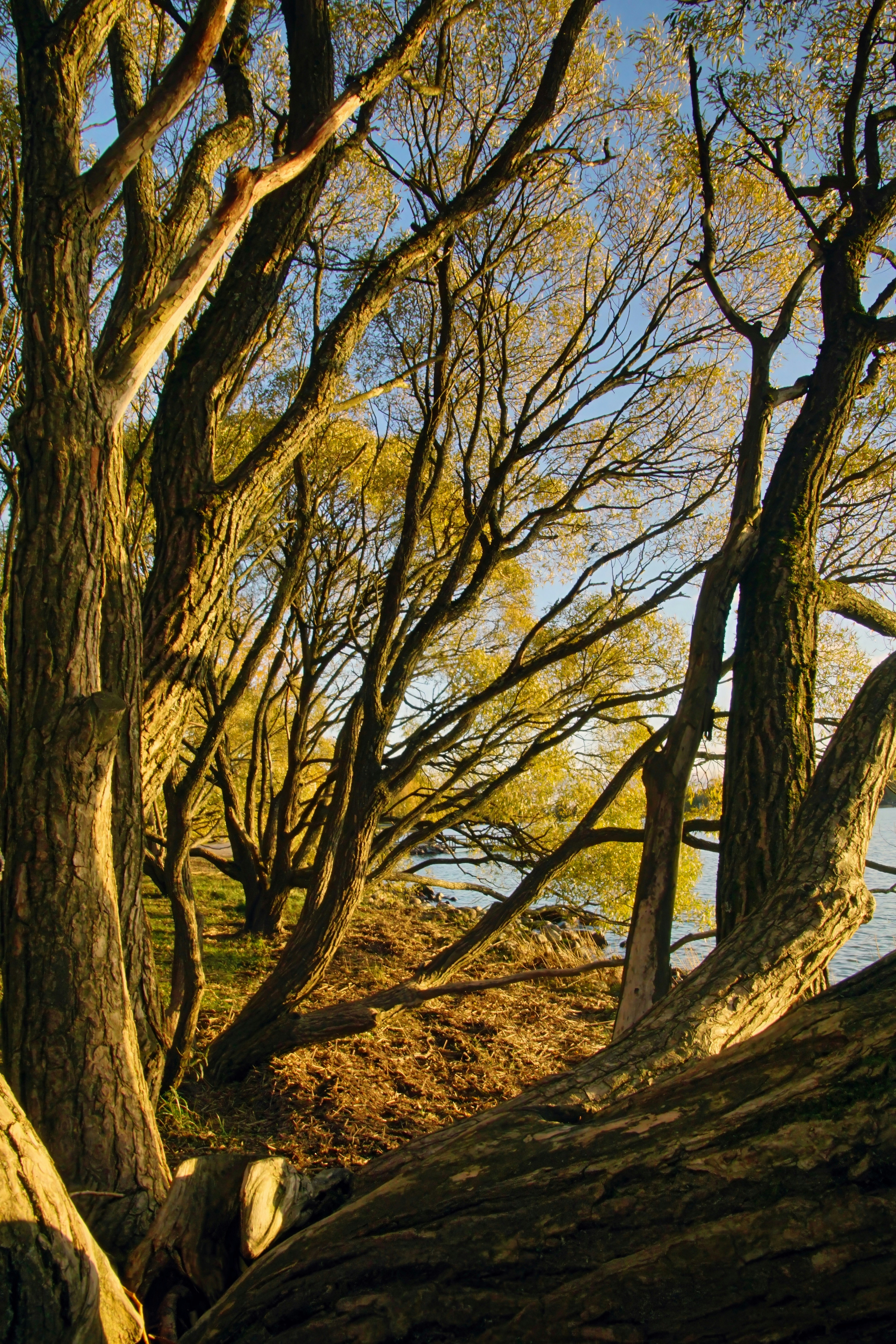 Sunlit Canopy Geometry Along a Coastal Forest Shore