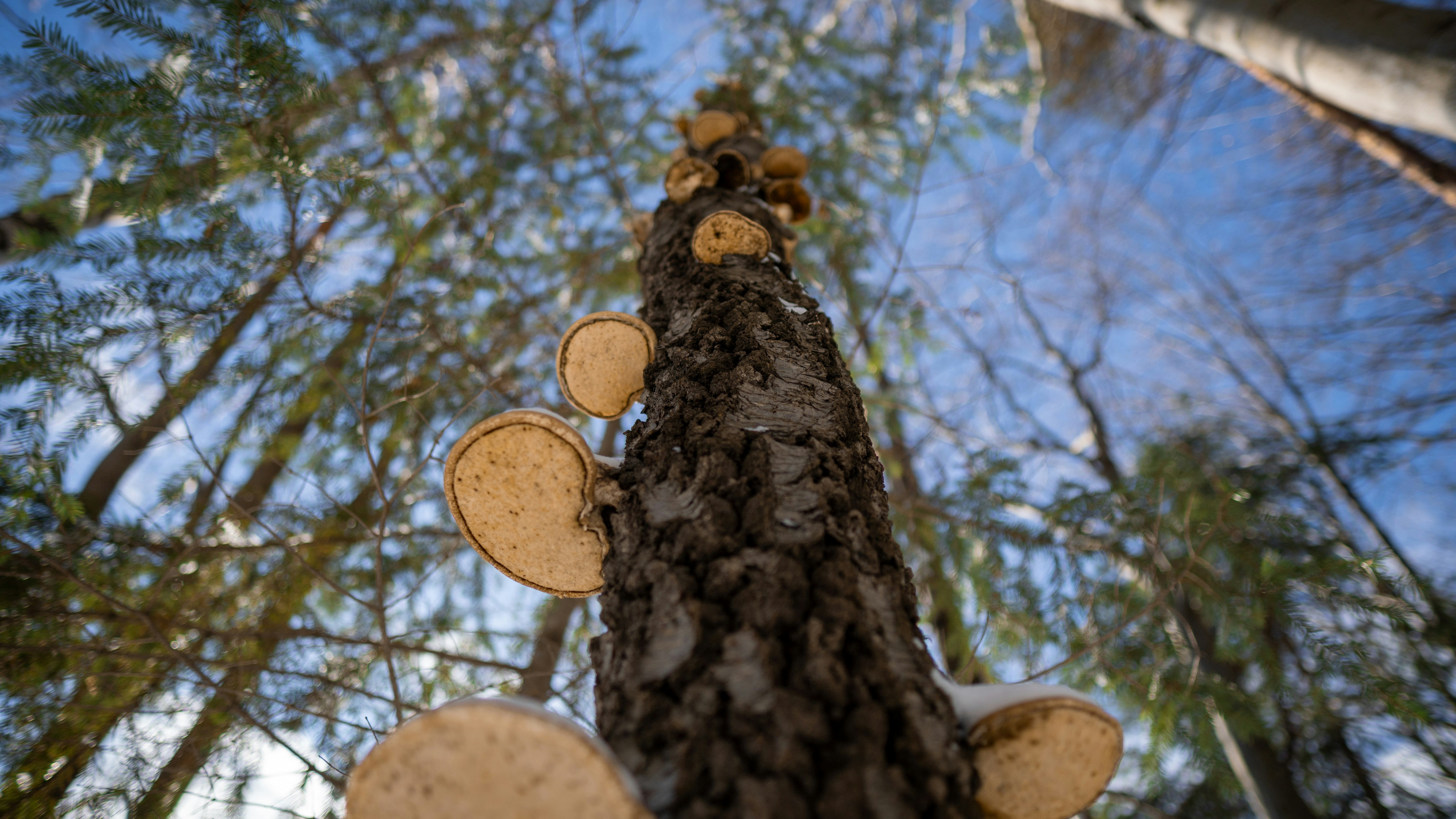 Tall tree trunk with large fungi growing vertically against a backdrop of blue sky and forest canopy.