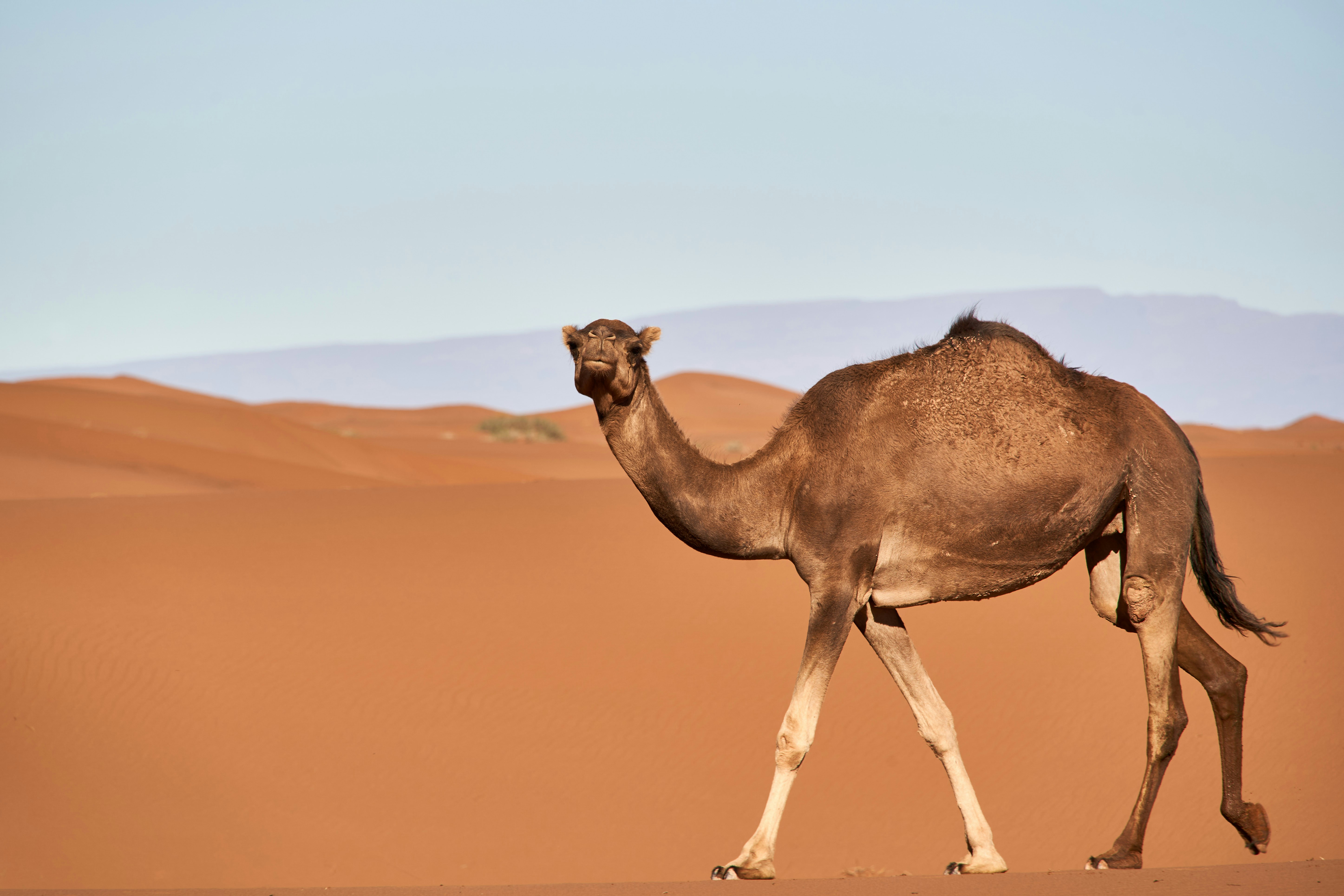 A camel walking in the desert with mountains in the background photo ...