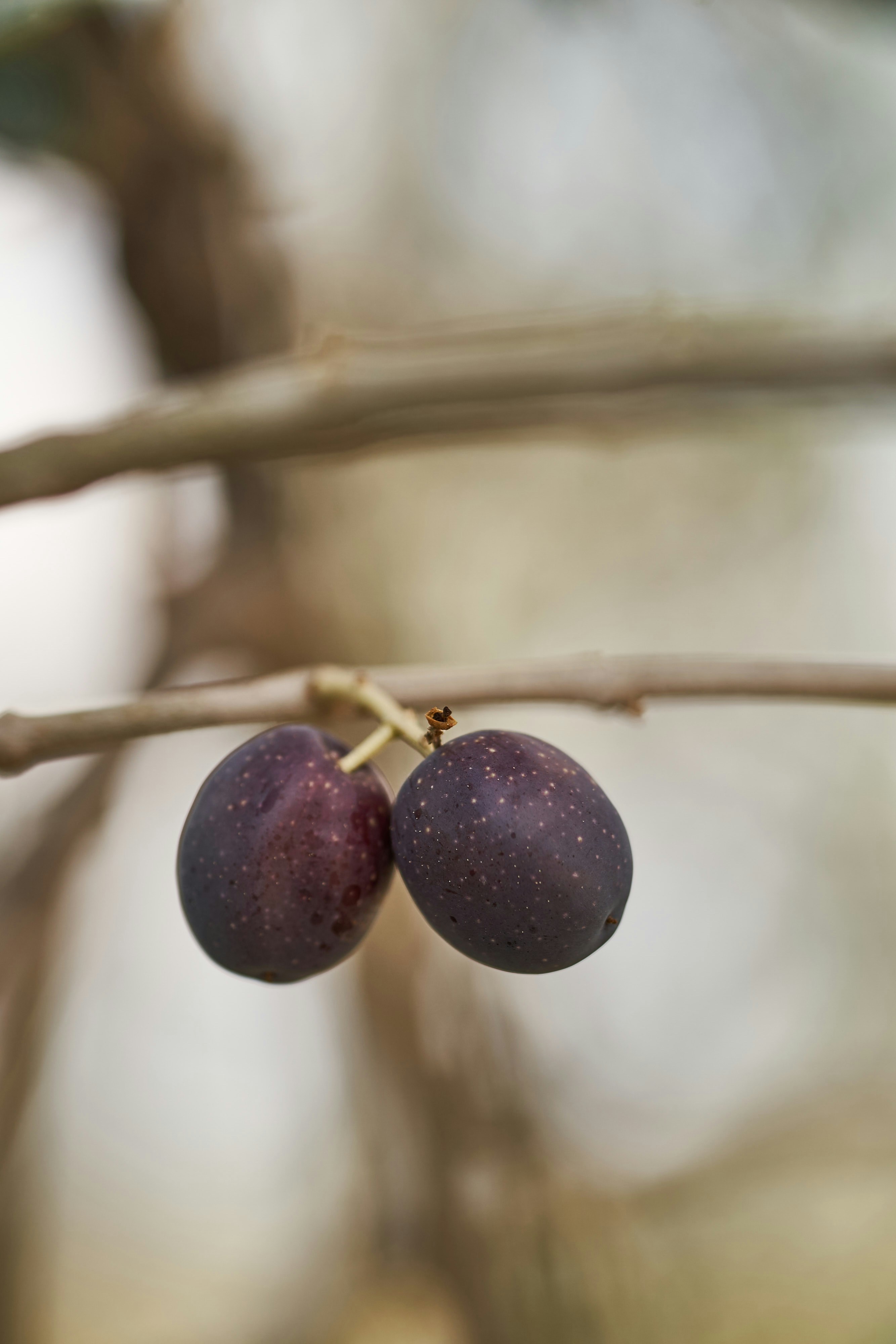 Duo of Grapes in Soft Focus on a Bare Branch