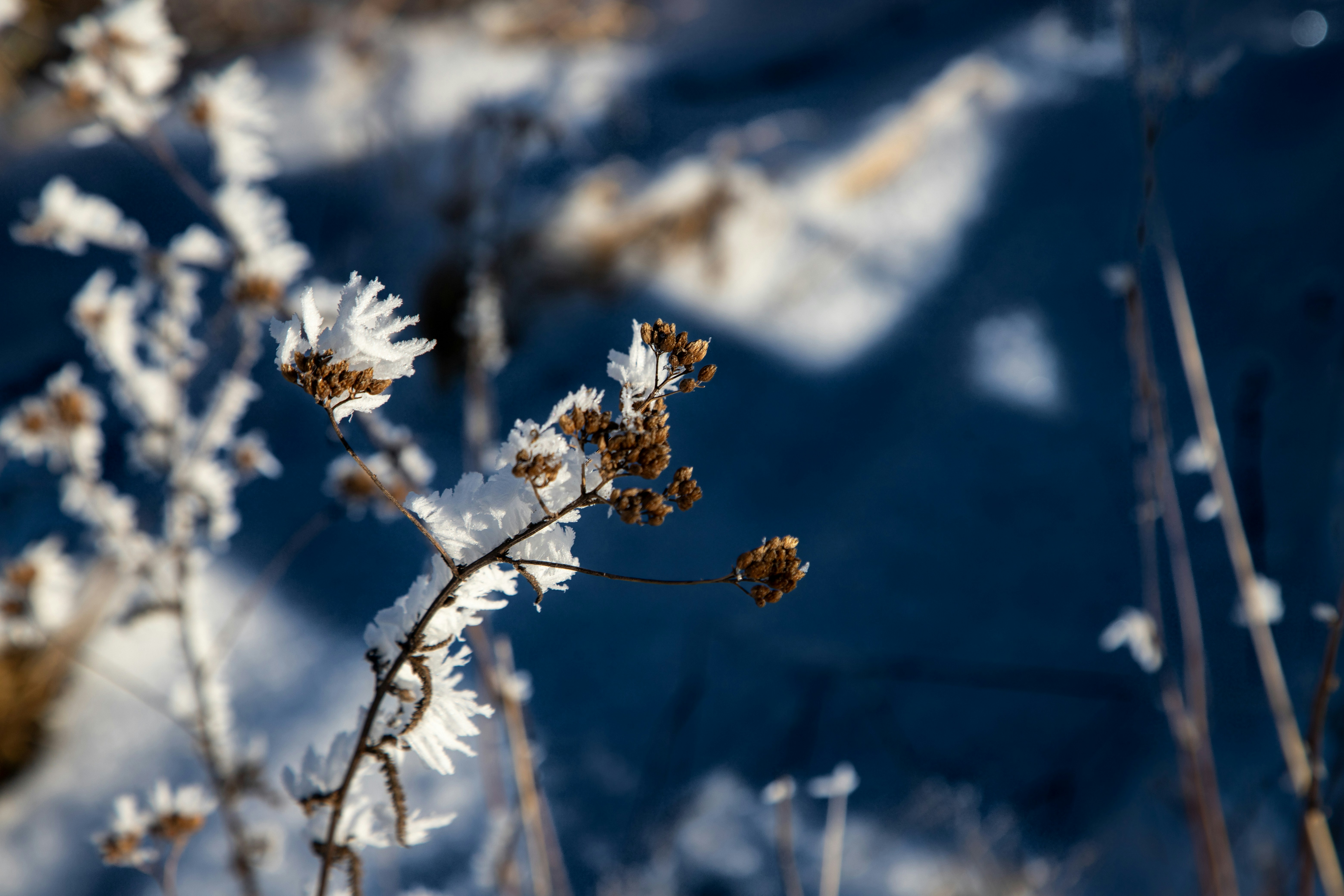 Crystal frost on dried stems against a cobalt winter backdrop