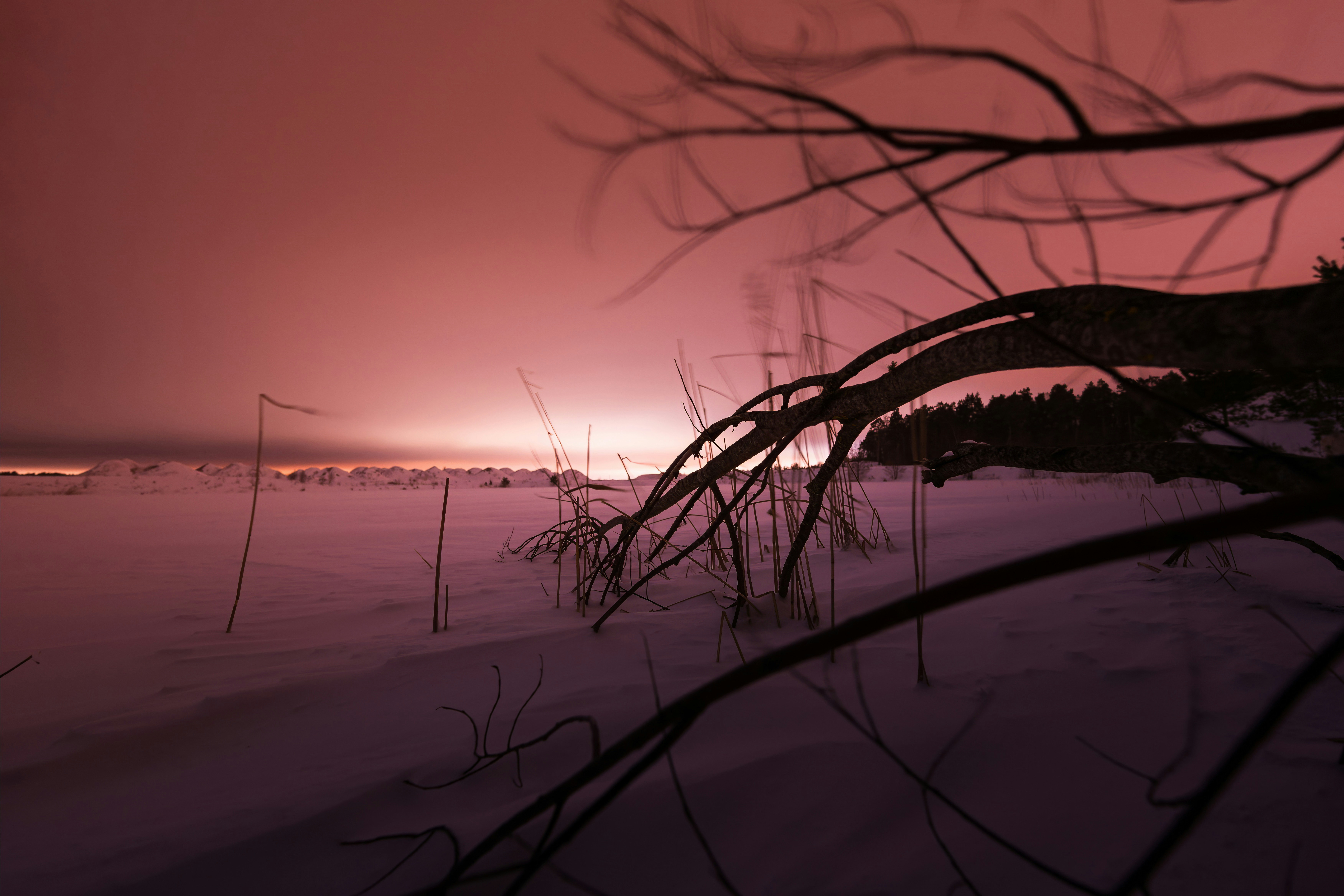 Gloaming Branches and the Pink Horizon: A Snowfield’s Quiet Glow