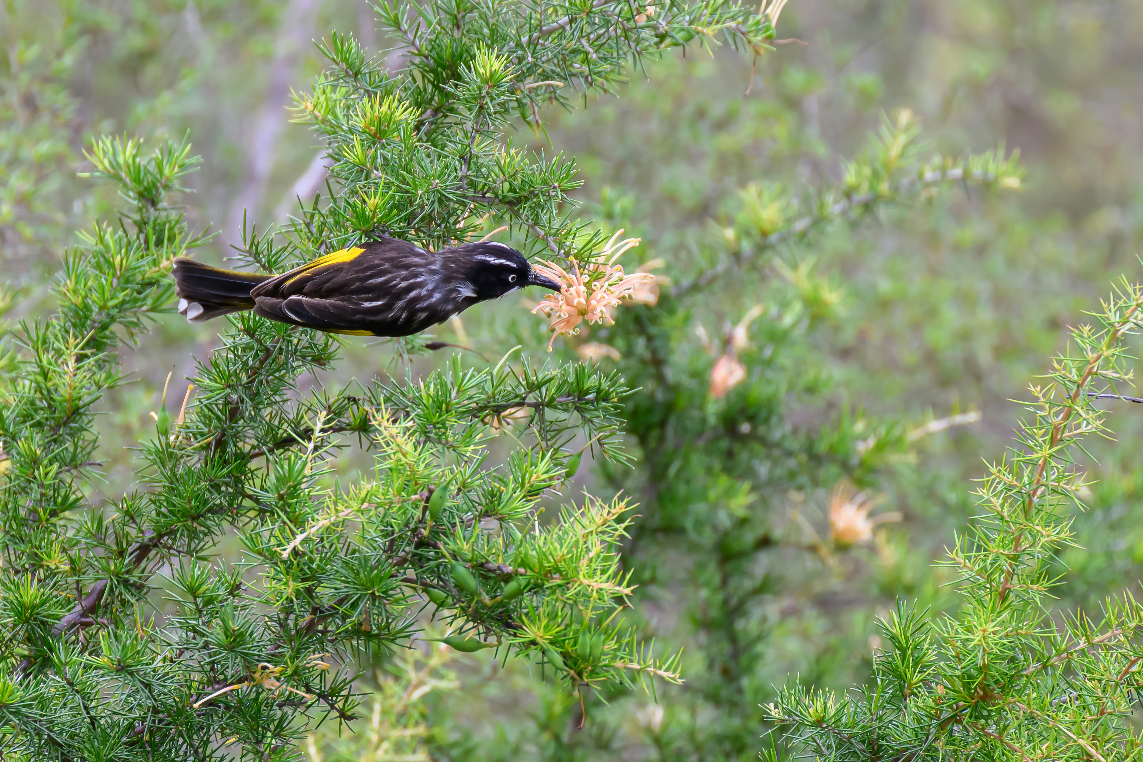 Super fast and difficult to catch - a New Holland honeyeater enjoying the last of the nectar from the grevillea flowers!