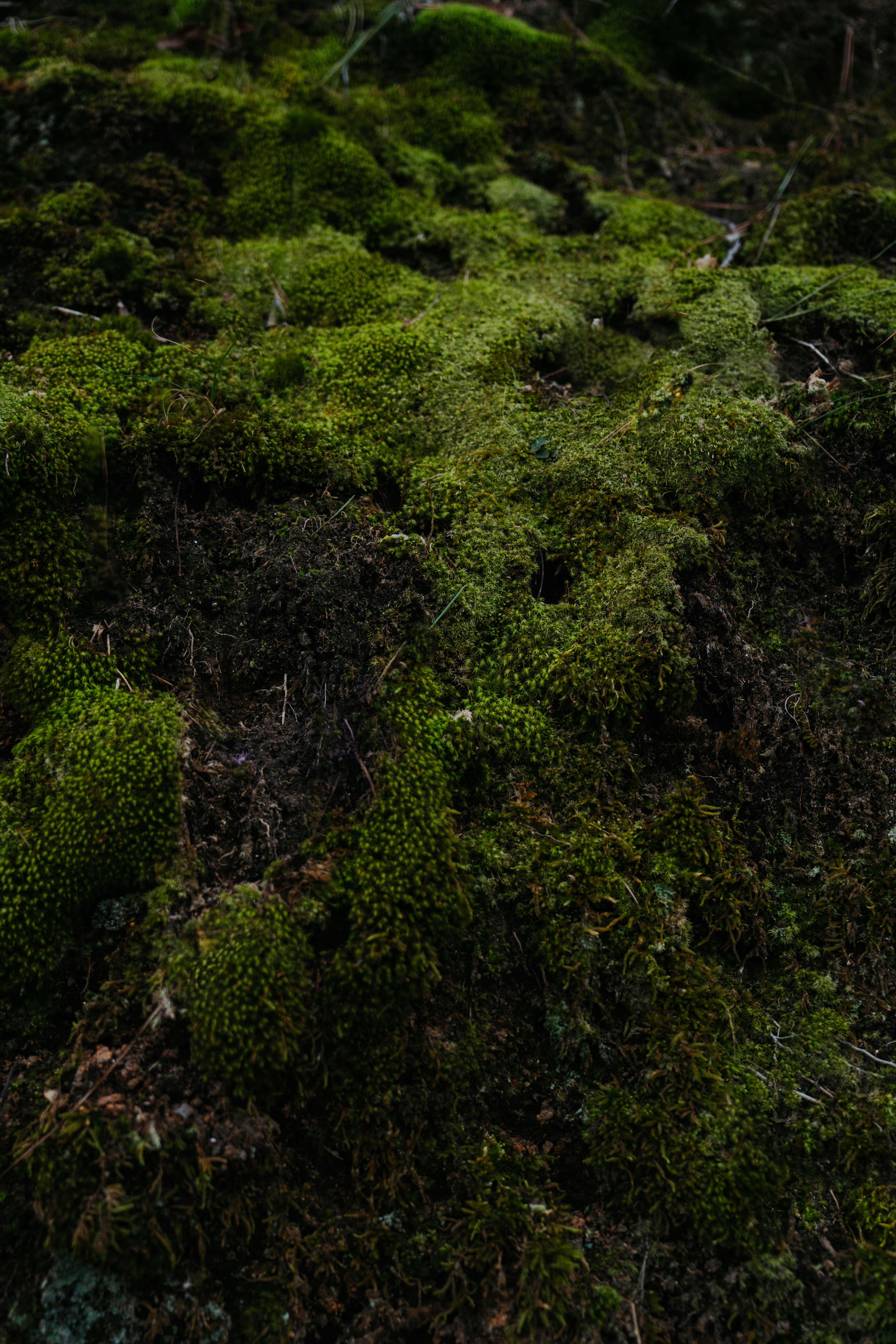 A close up of a patch of moss on the ground photo – Free Green Image on ...