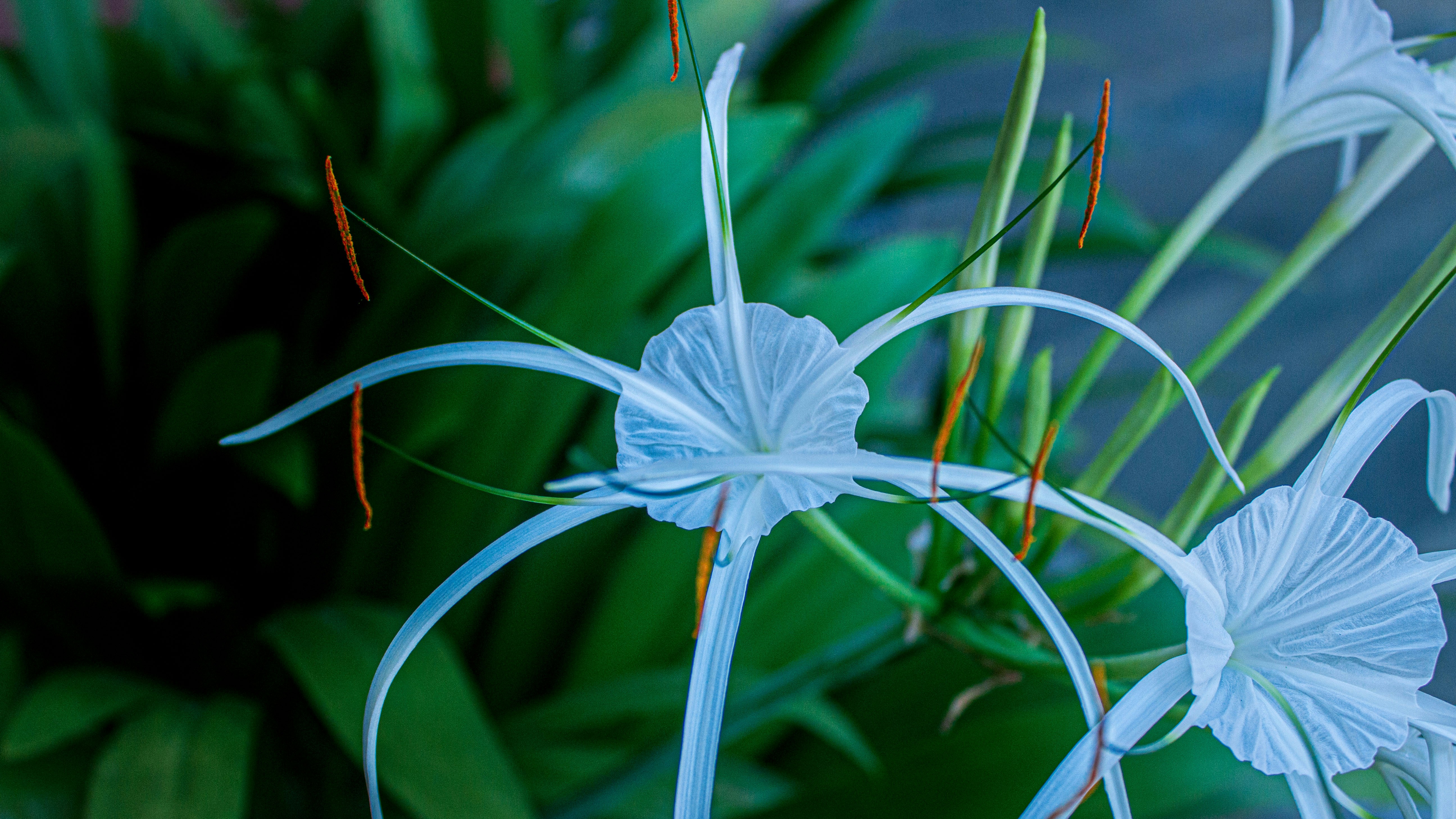 Turquoise Backdrop, White Spider Lily in Focus