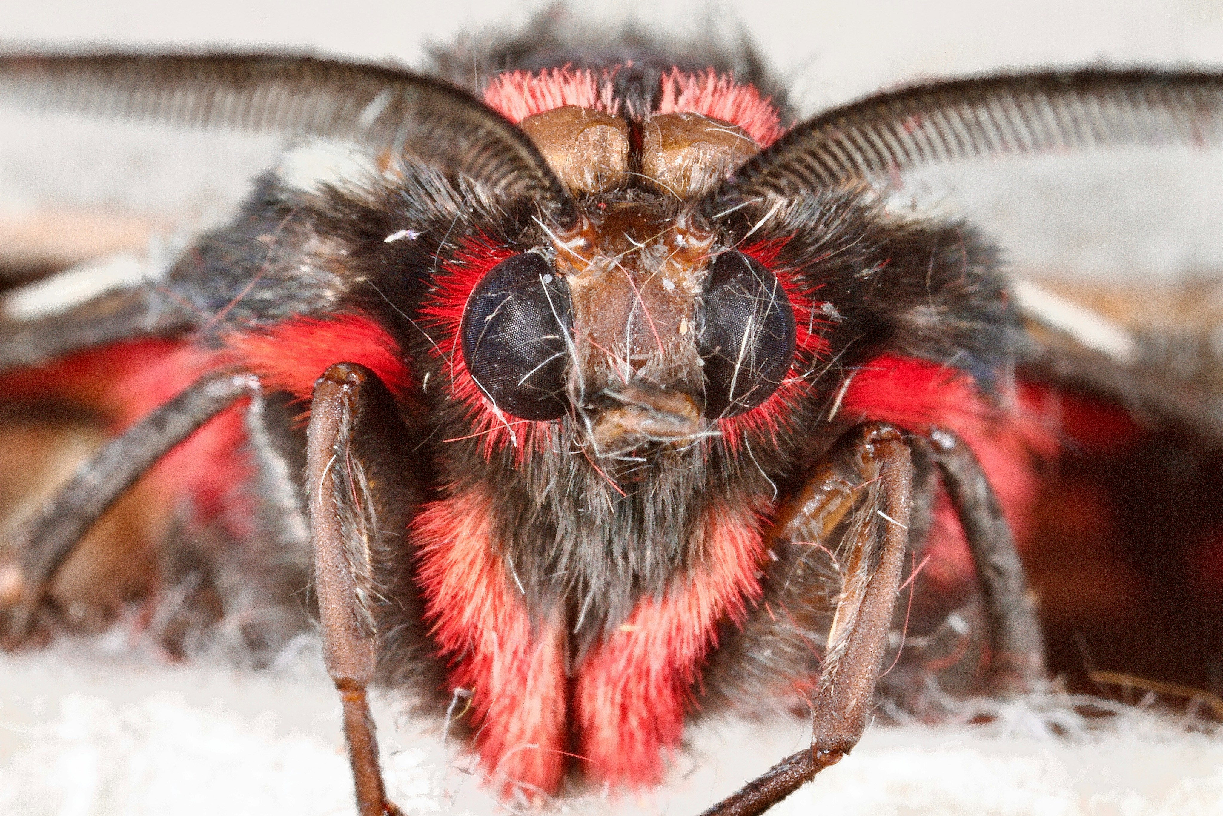 Close-up of a red-and-black moth face: vivid eyes and fur detail