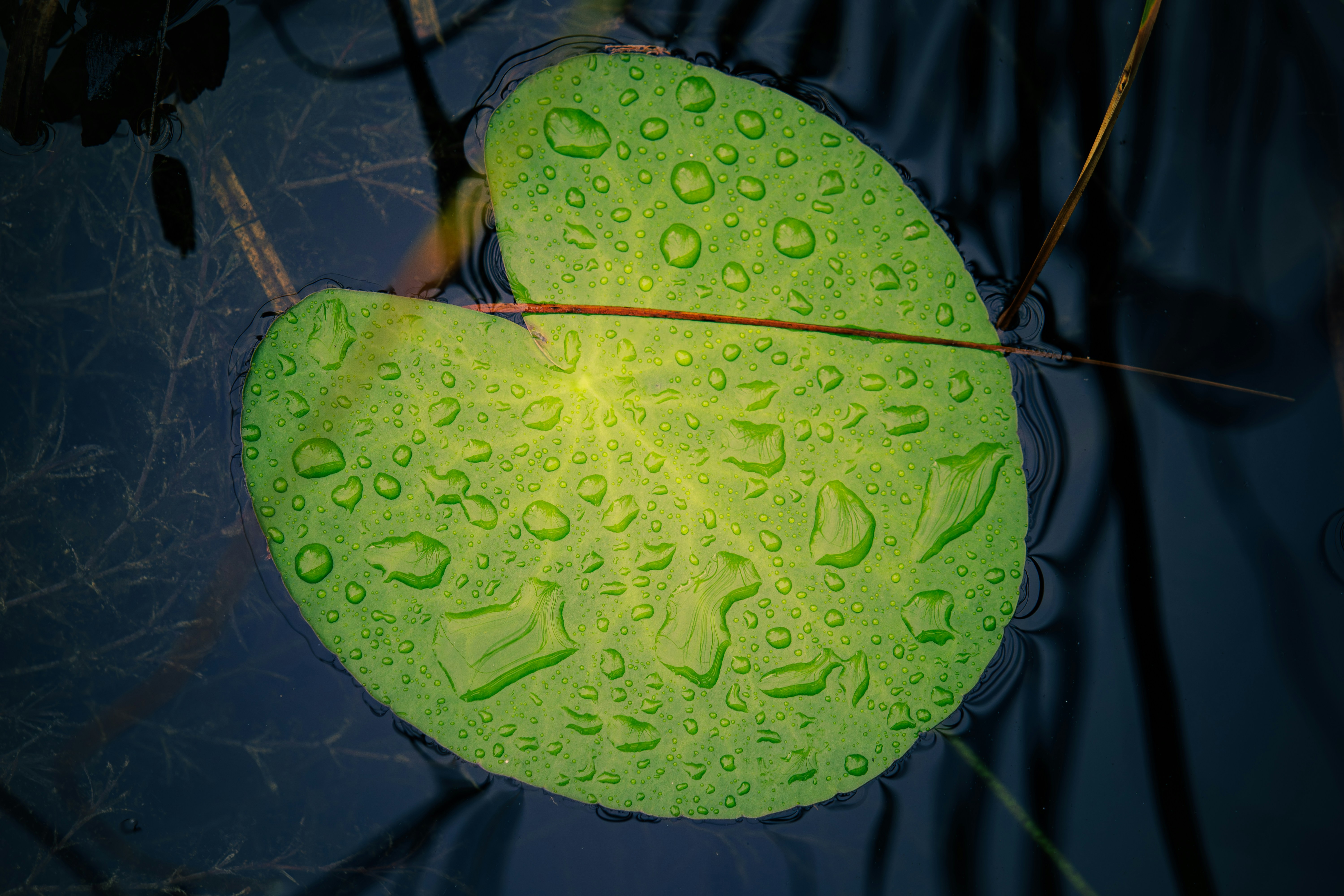 Dew-Glazed Lily Pad Against a Velvet Pond