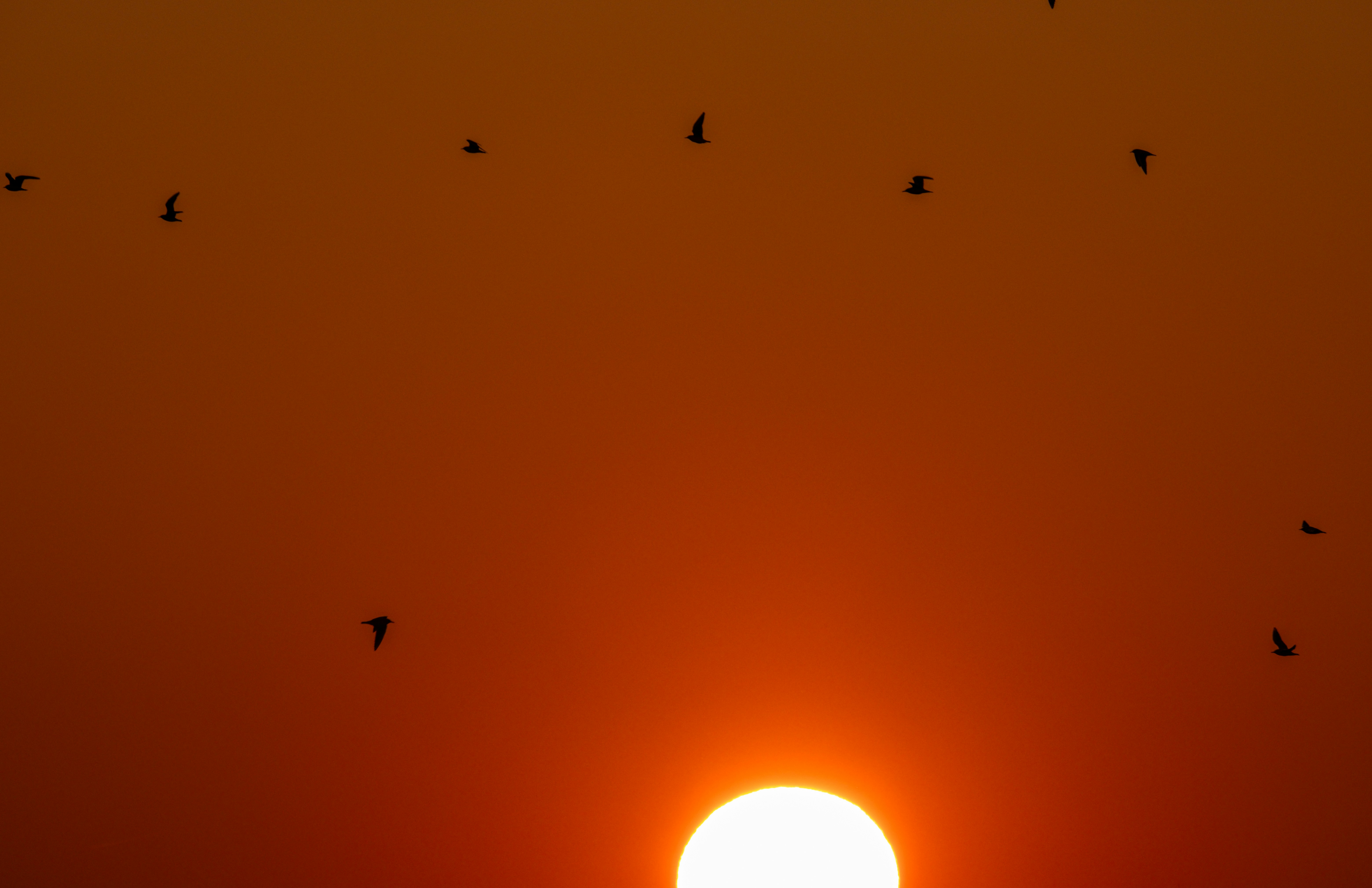 A flock of birds flying in front of the sun photo – Free Prague Image ...