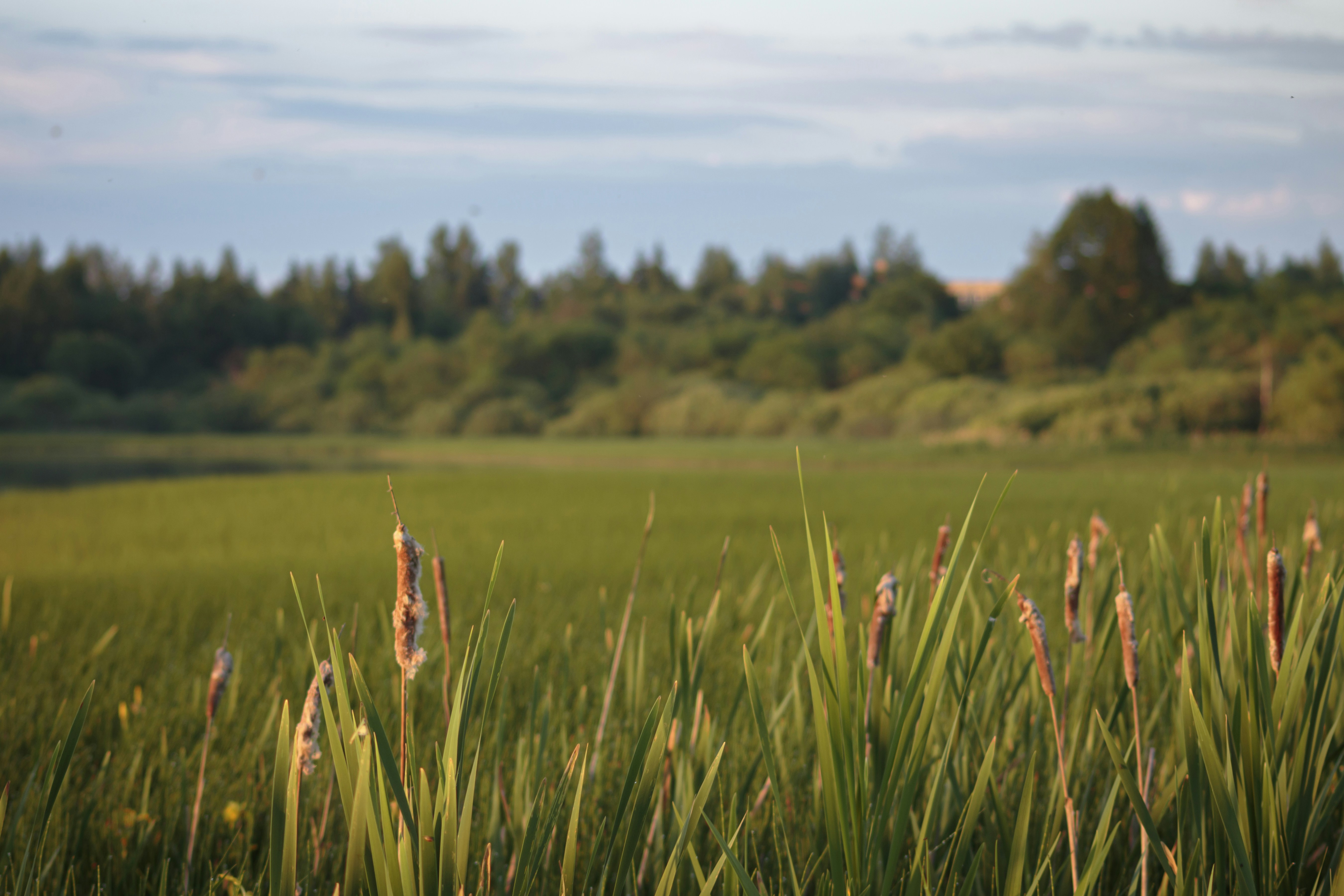 Where Reeds Meet the Light: A Quiet Meadow in Golden Hour