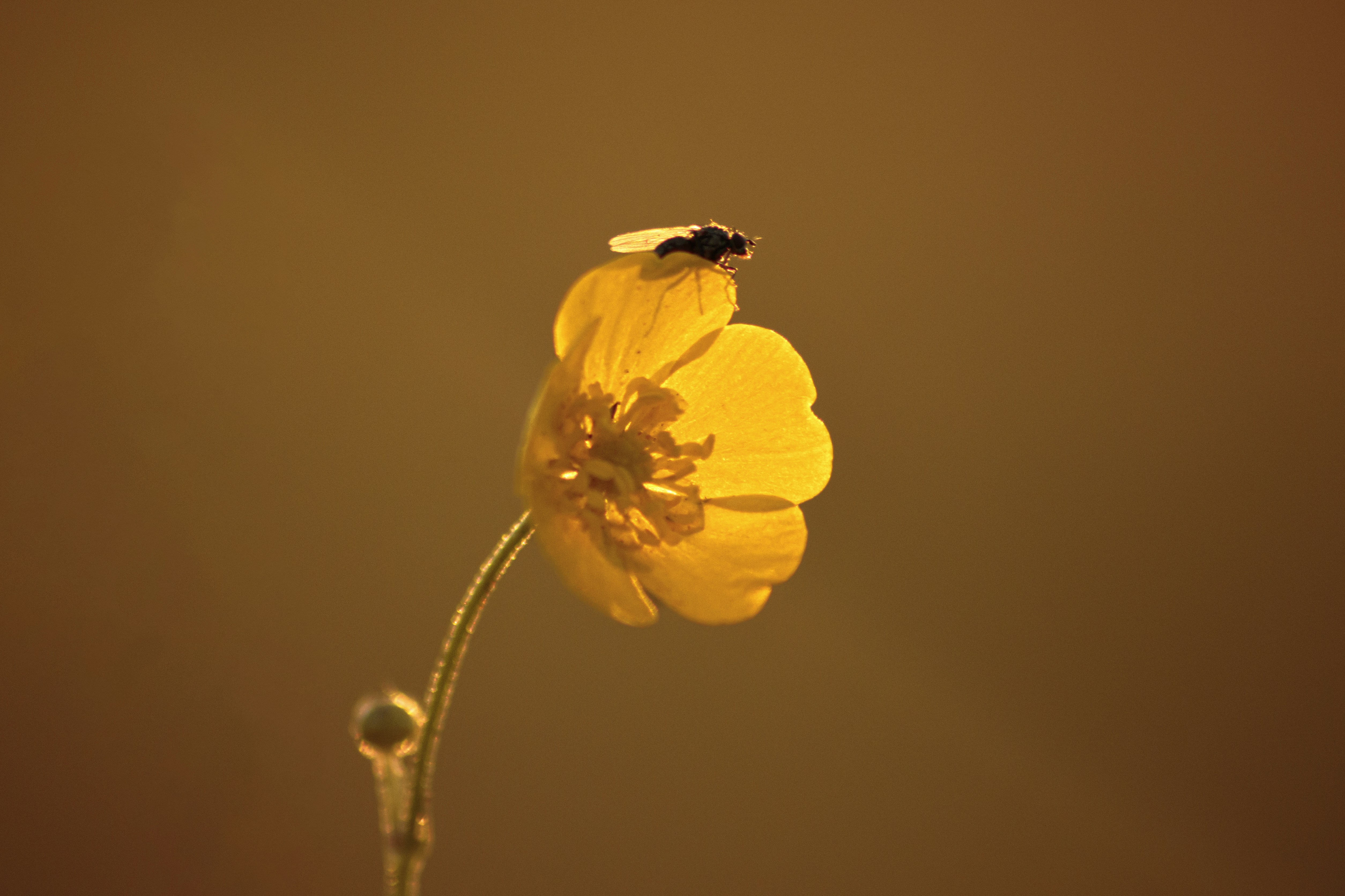 Golden Microcosm: A Bee on a Sunlit Yellow Bloom