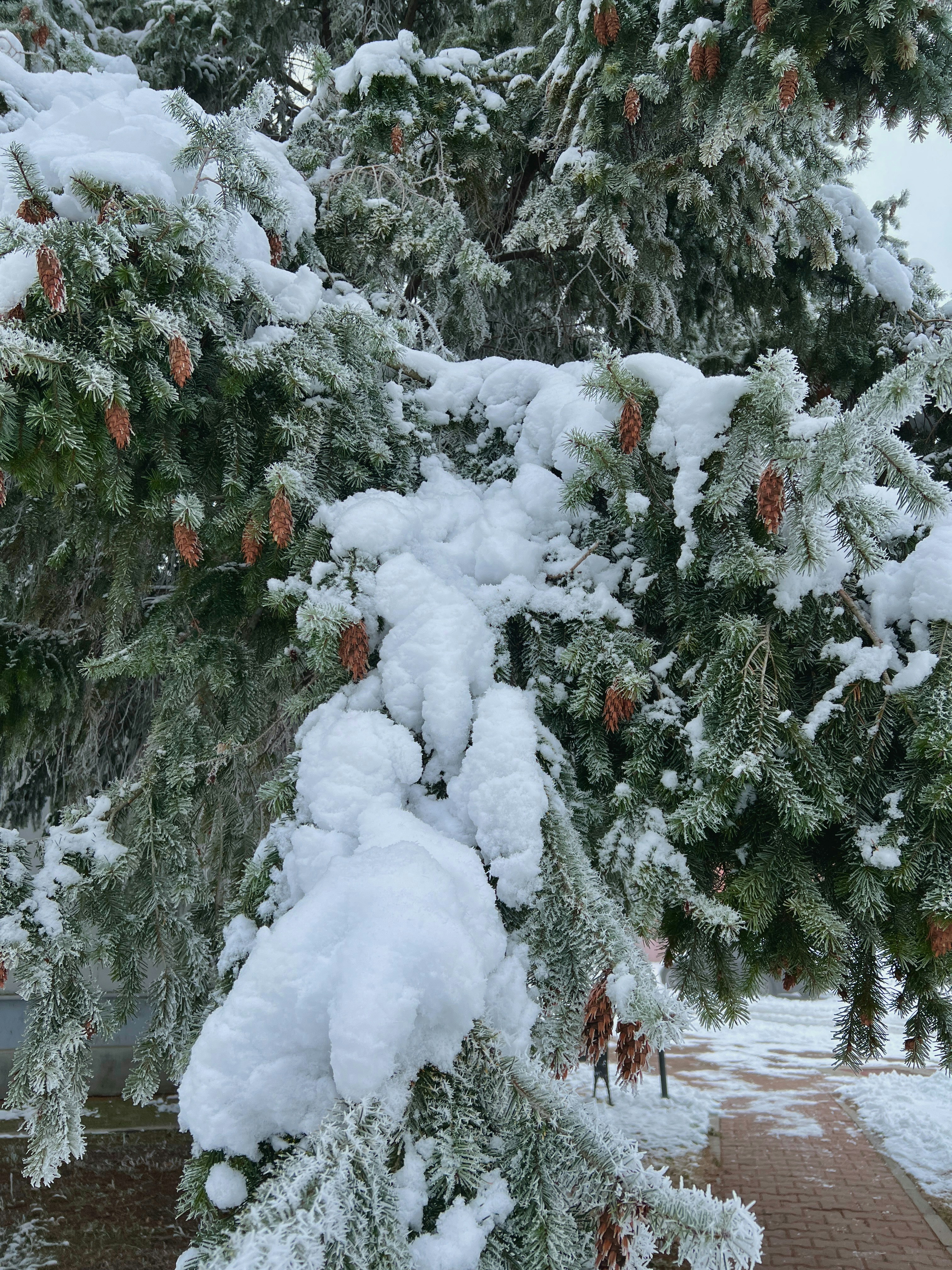 Snow-Crowned Fir Boughs Framing a Quiet Winter Path