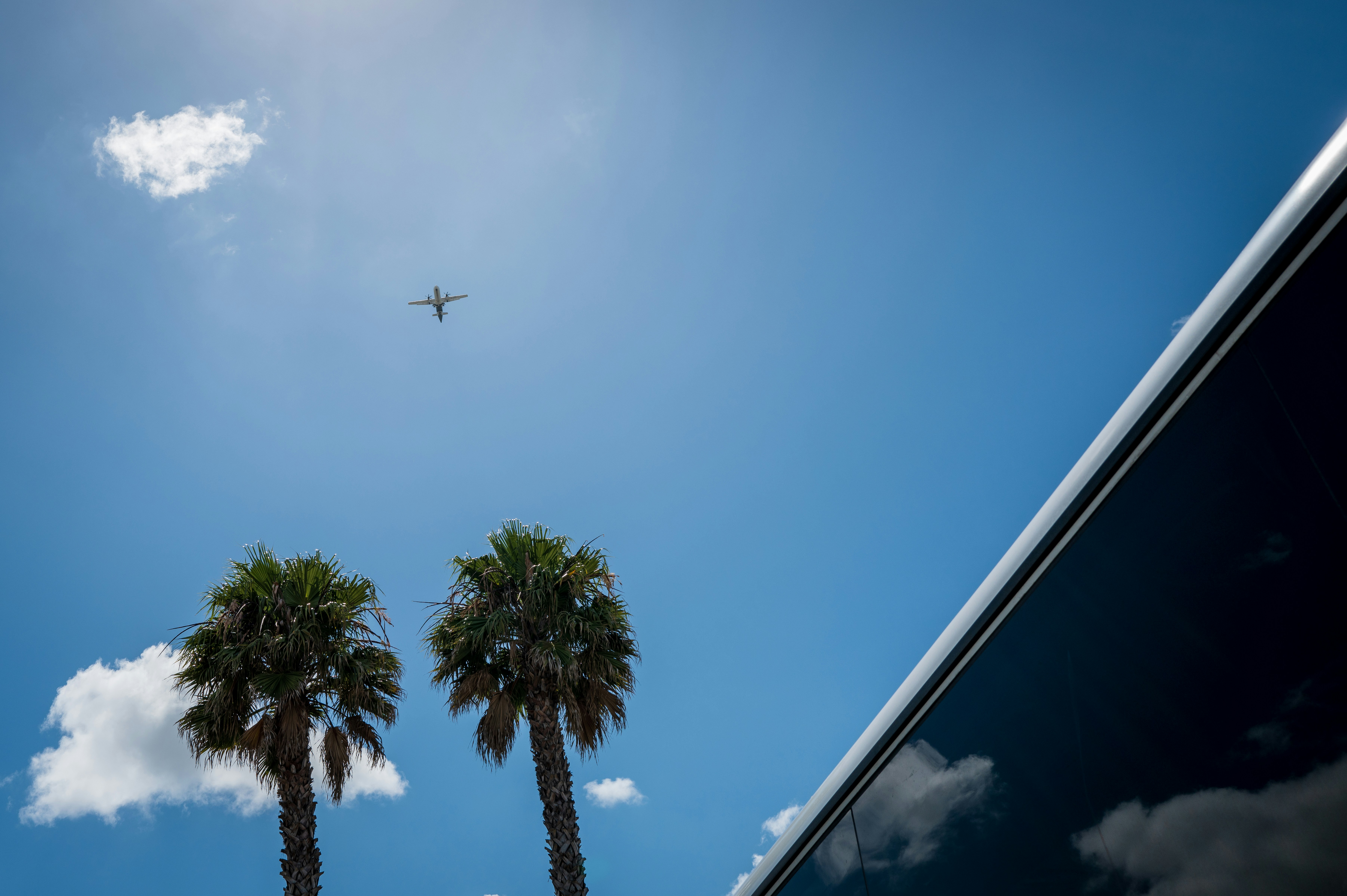 A plane flying over palm trees under a blue sky photo – Free Palm tree ...