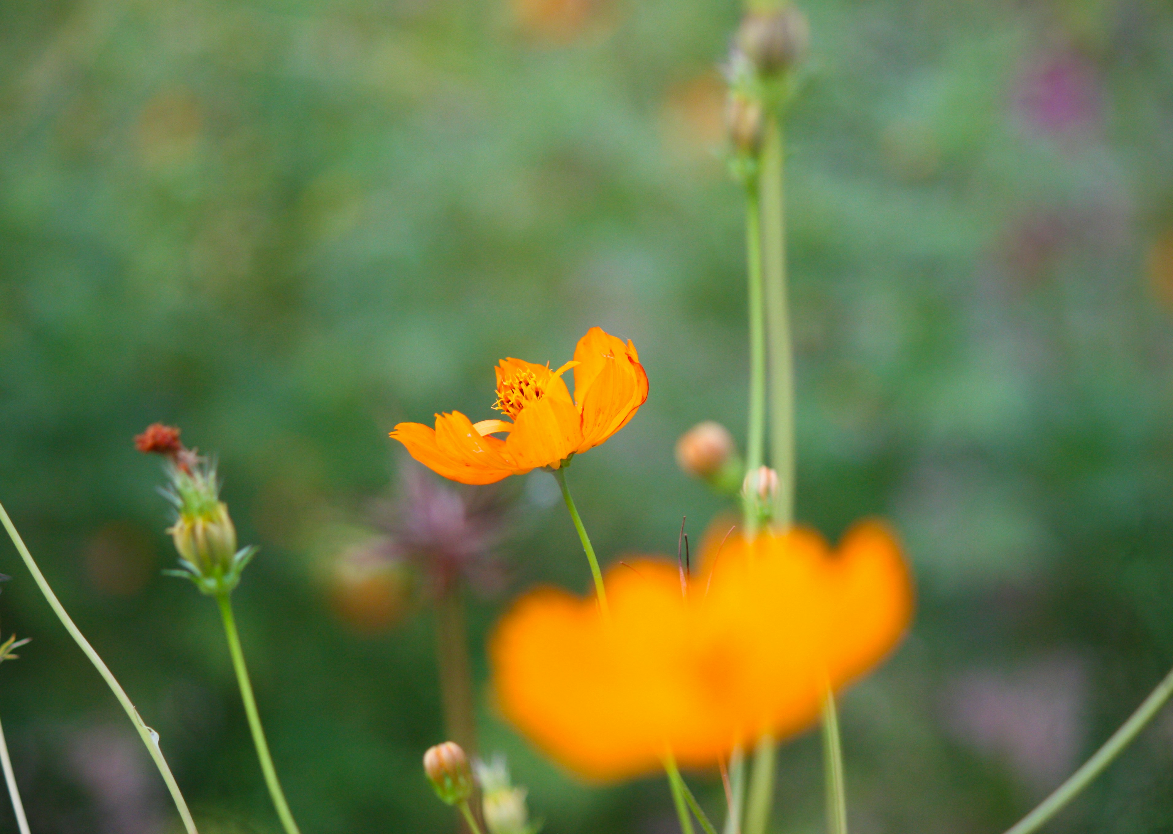Orange flowers gently swaying against a blurred green backdrop.