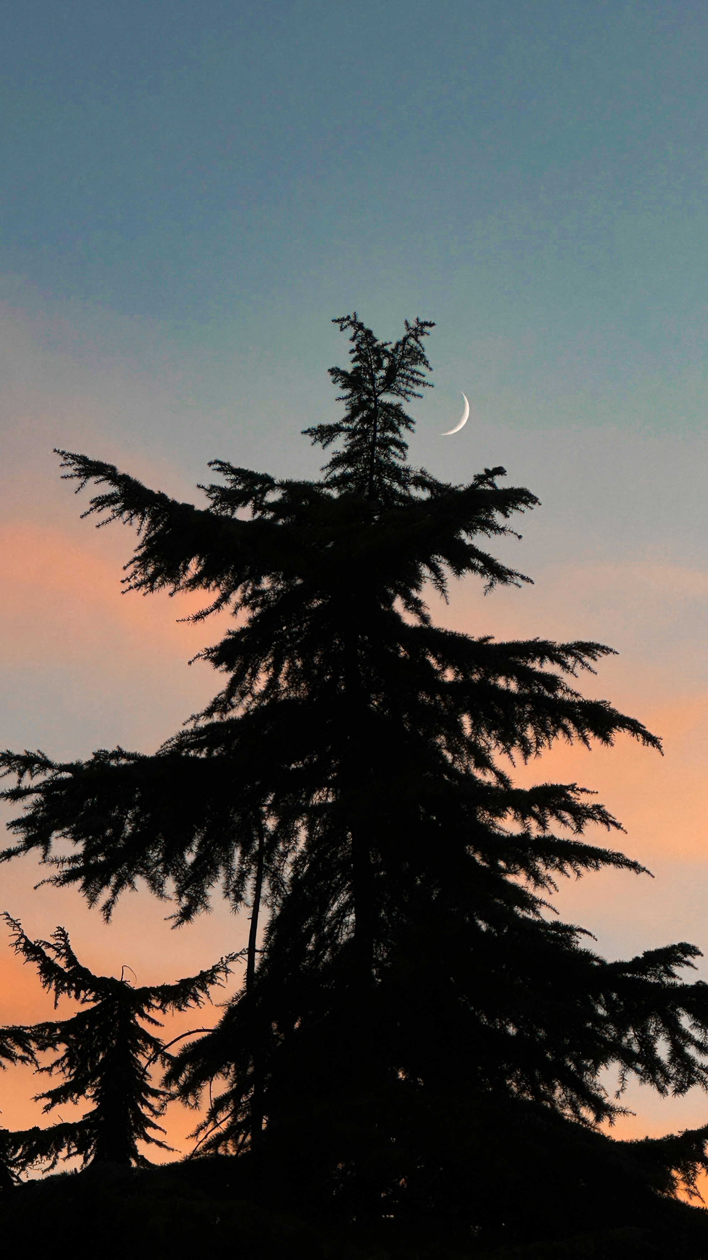 Crescent Moon Over a Towering Evergreen at Dusk