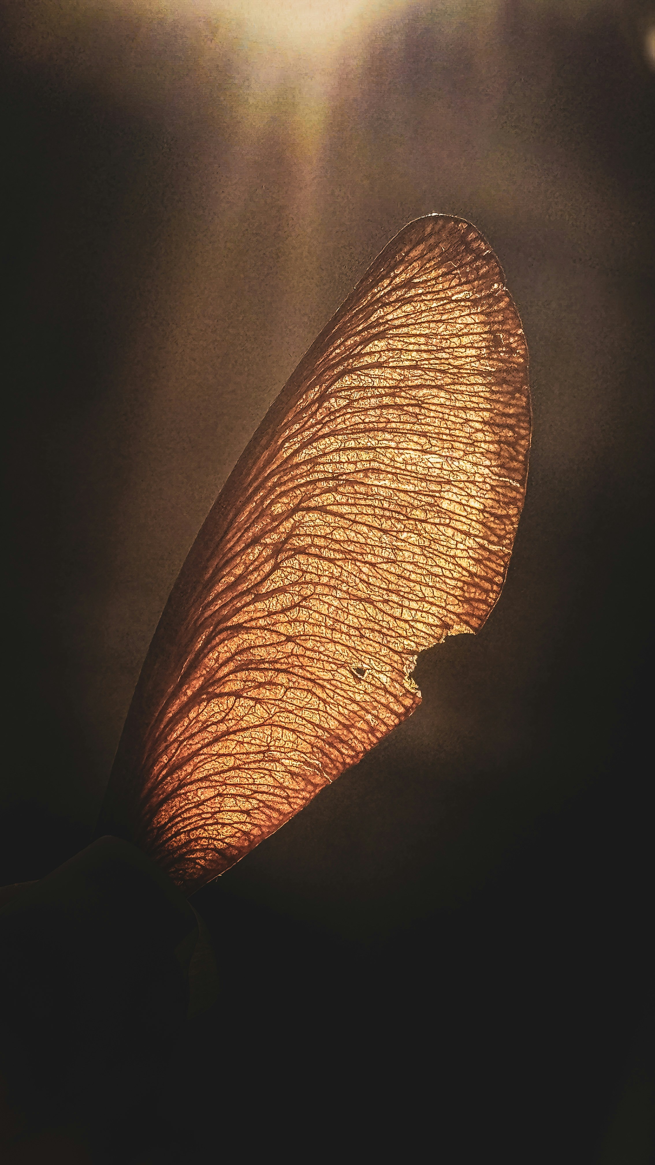 Backlit Vein-lit Wing: A Close-up of a Translucent Petal in Warm Light