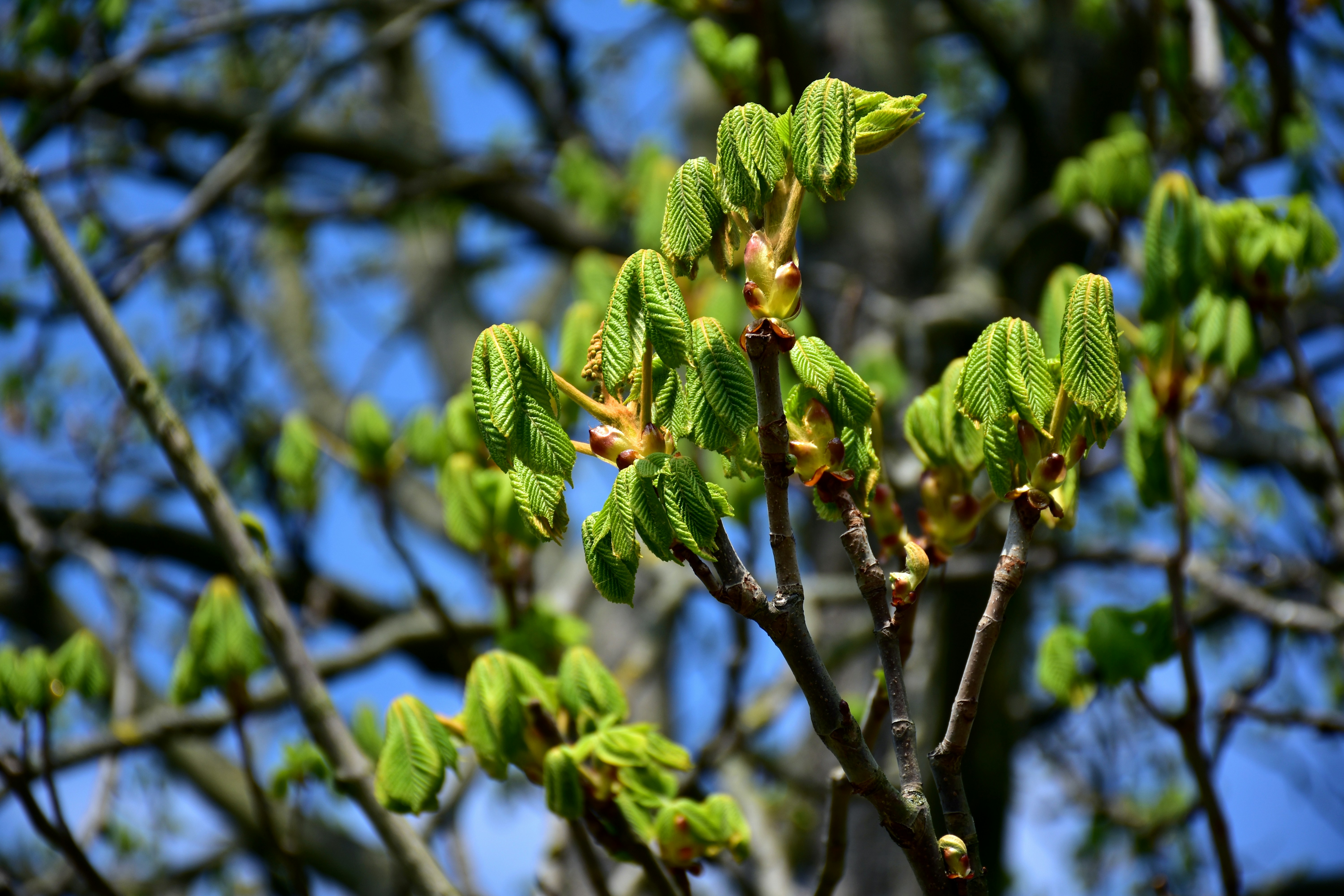 Spring Green: Fresh Leaves Bristling on a Branch Against a Bright Blue Sky