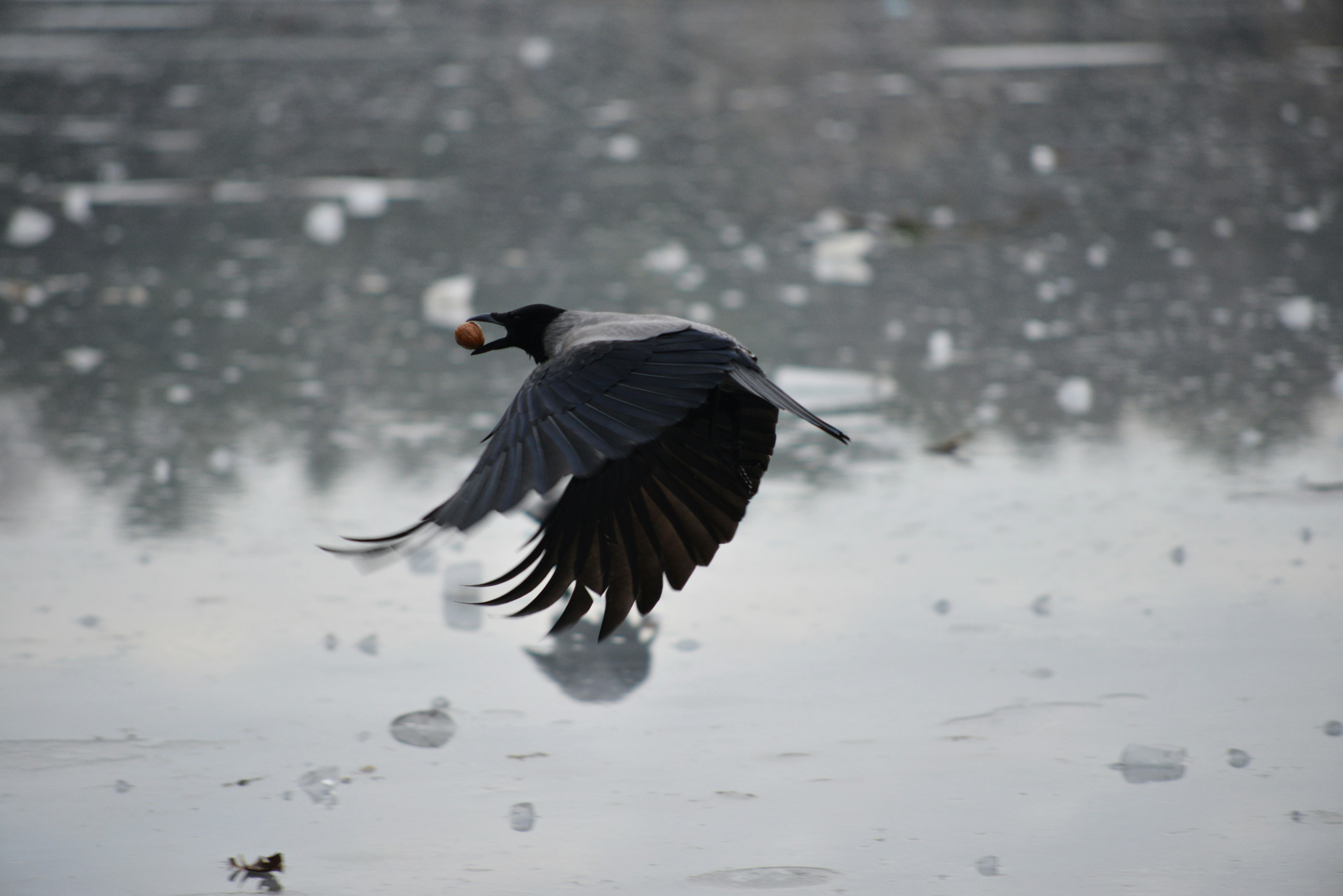 Wingbeat over a frost-glazed lake: a waterbird in transit