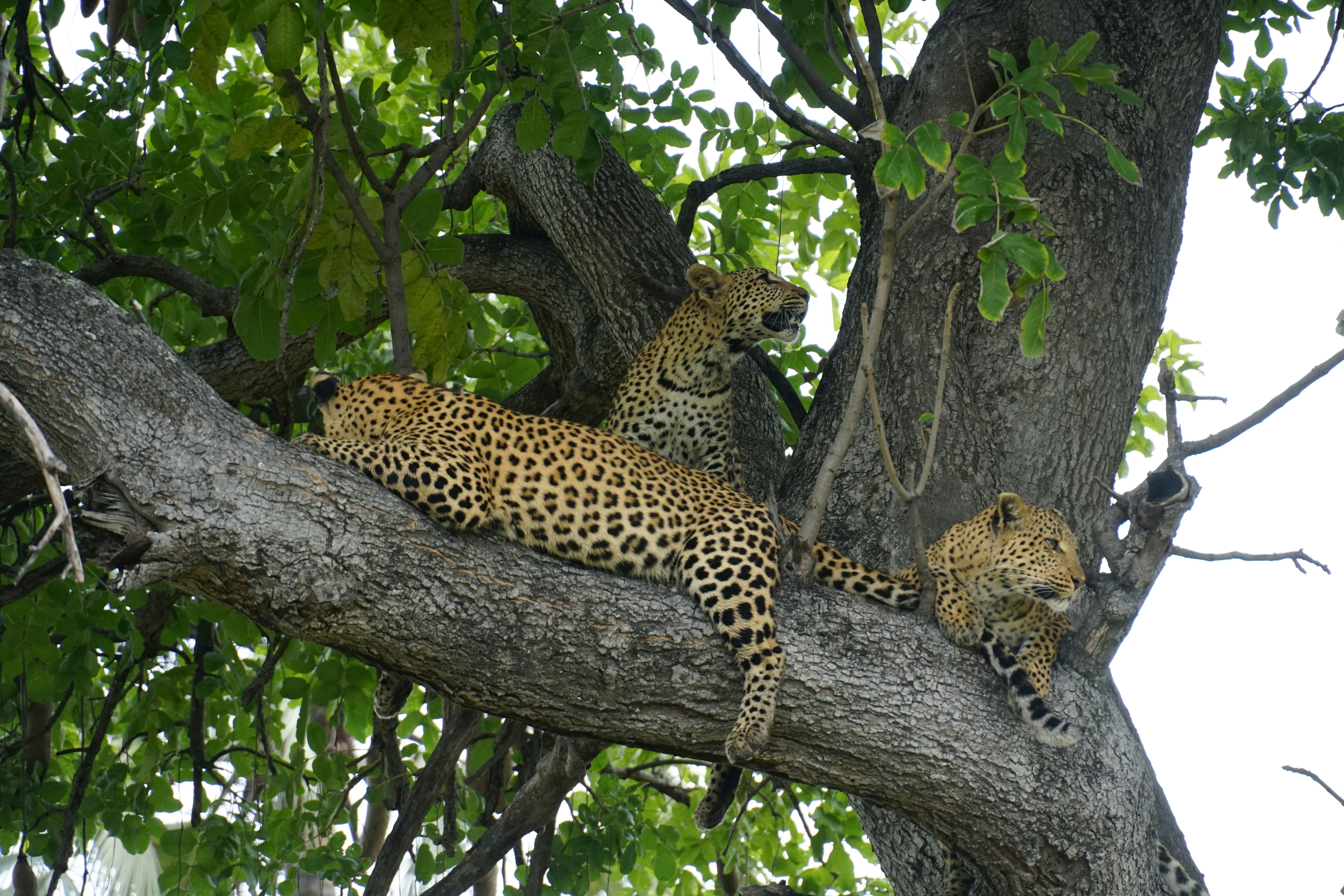 Leopards at Leisure: Pair Repose on a Robust Branch Beneath Dense Green Canopy