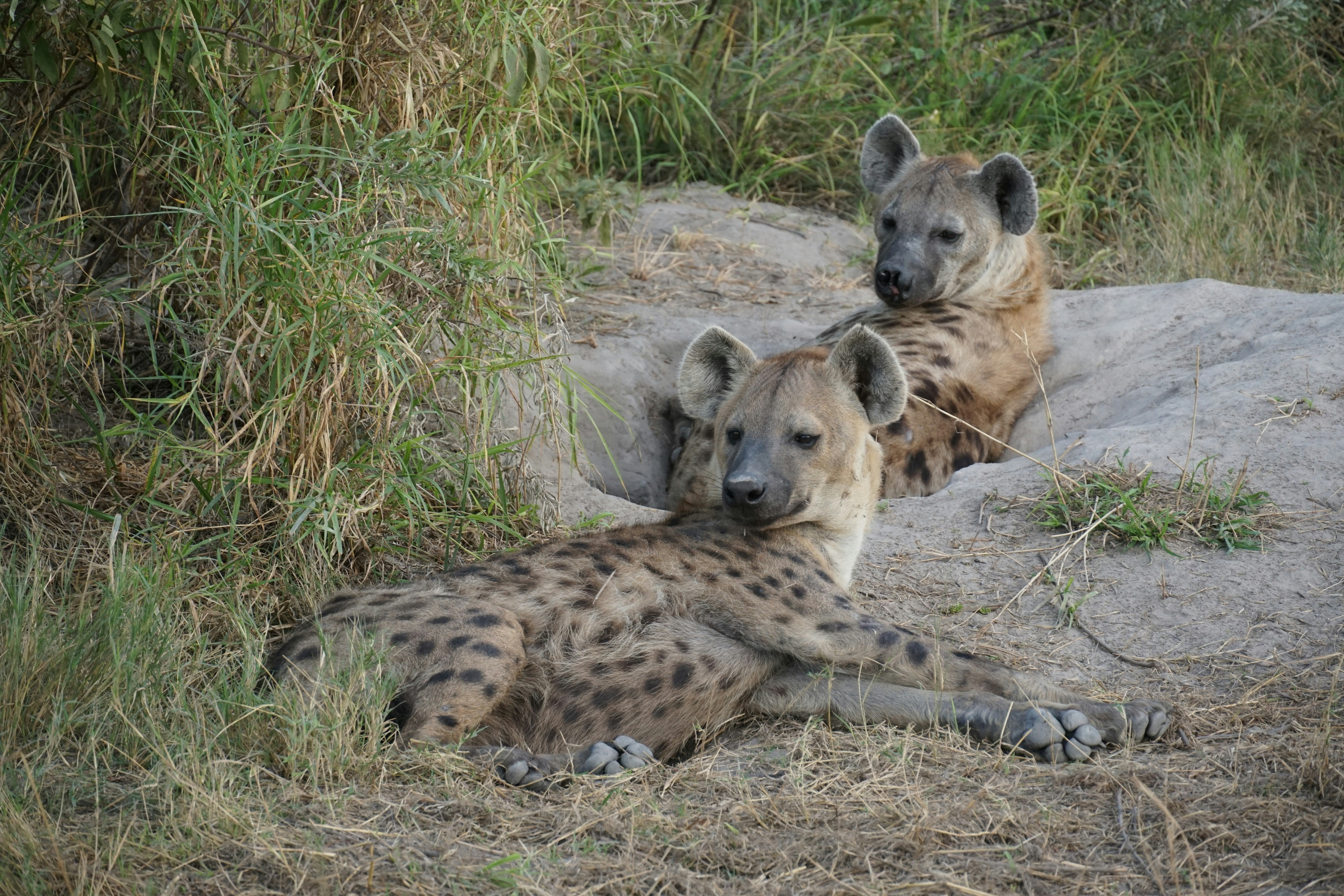 A couple of hyenas laying on top of a field photo – Free Animal Image ...