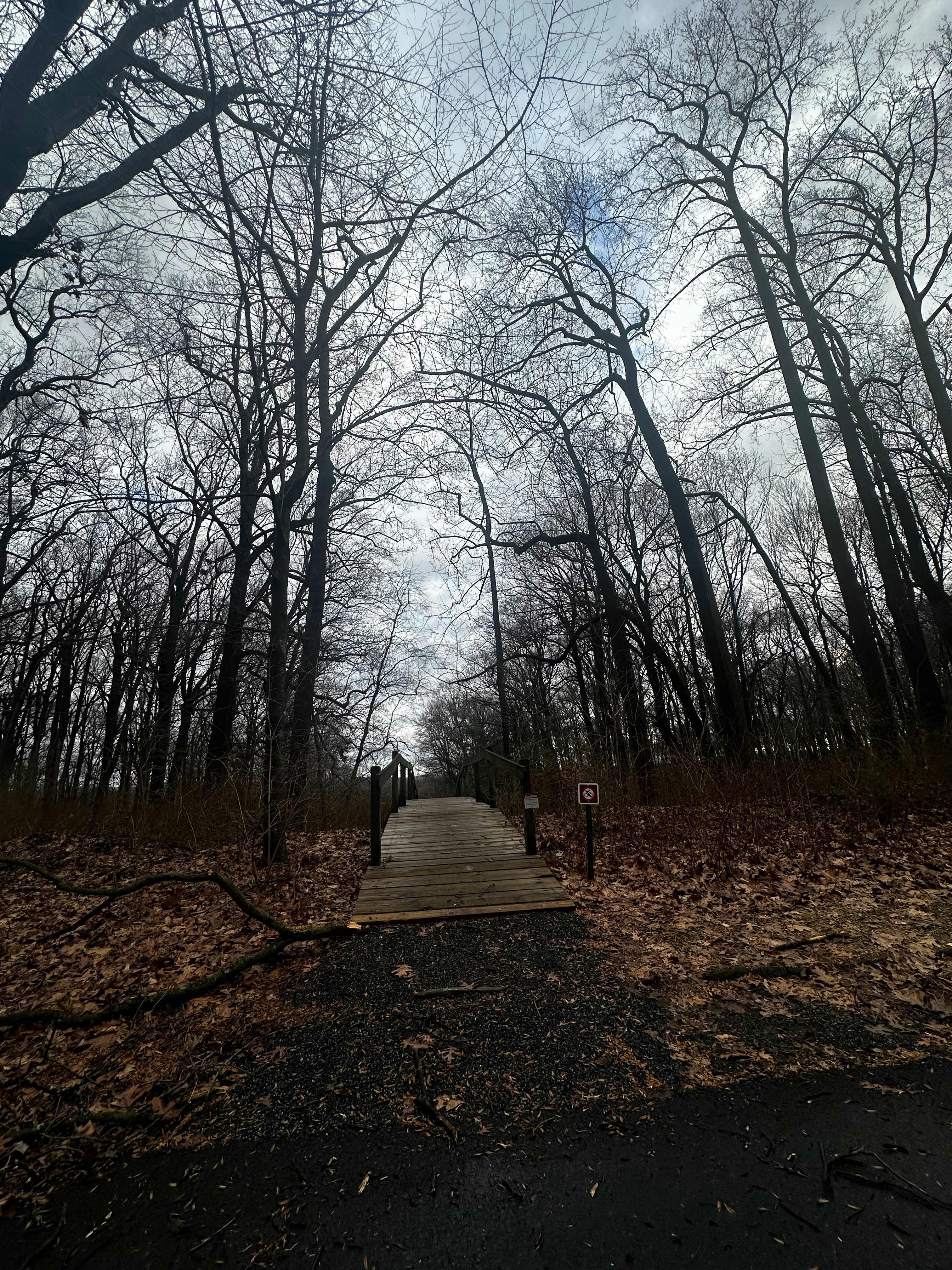 A path in the middle of a wooded area photo – Free Grey Image on Unsplash