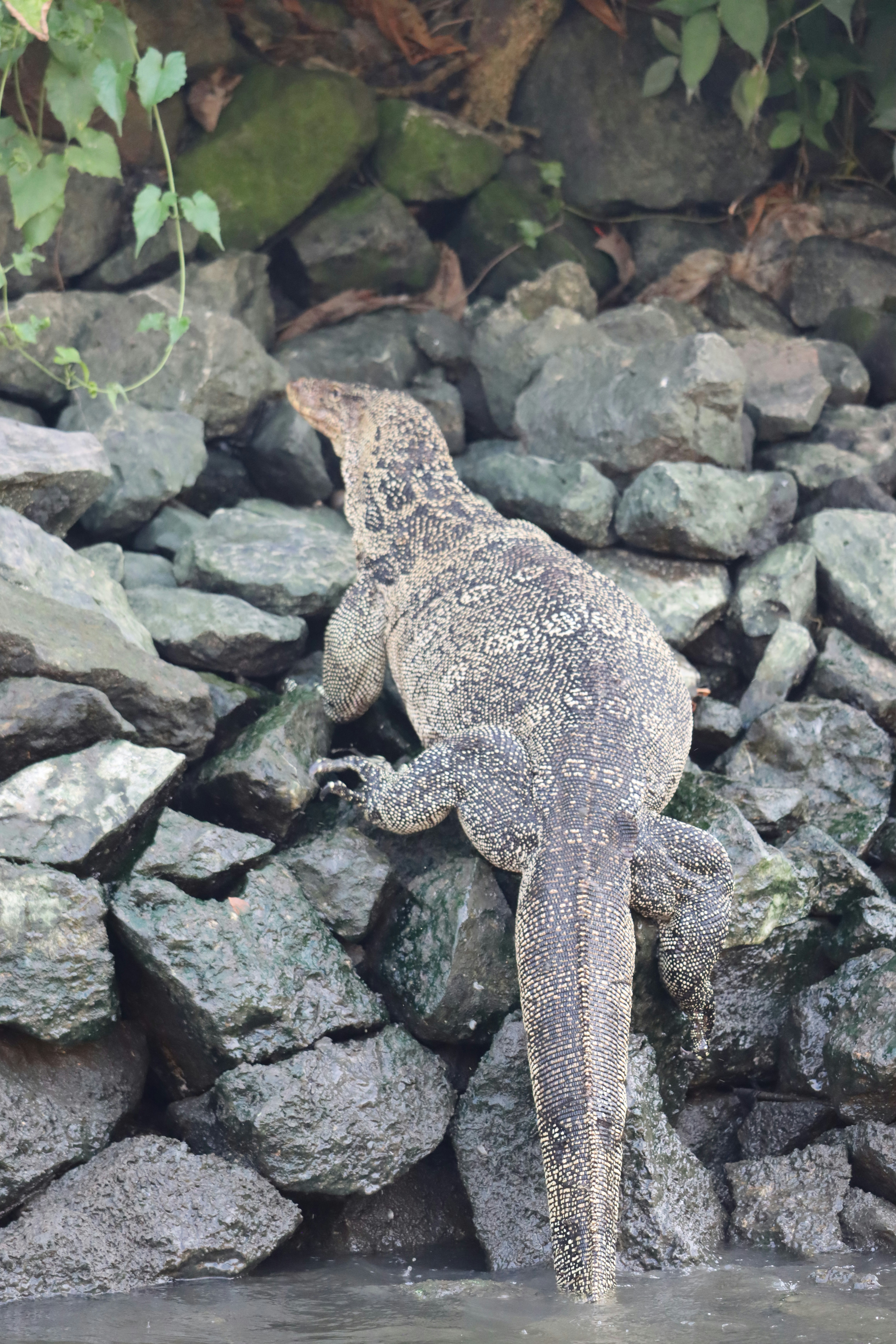 Granite-Toned Monitor Climbing a Pebble Ridge by a Calm Shore