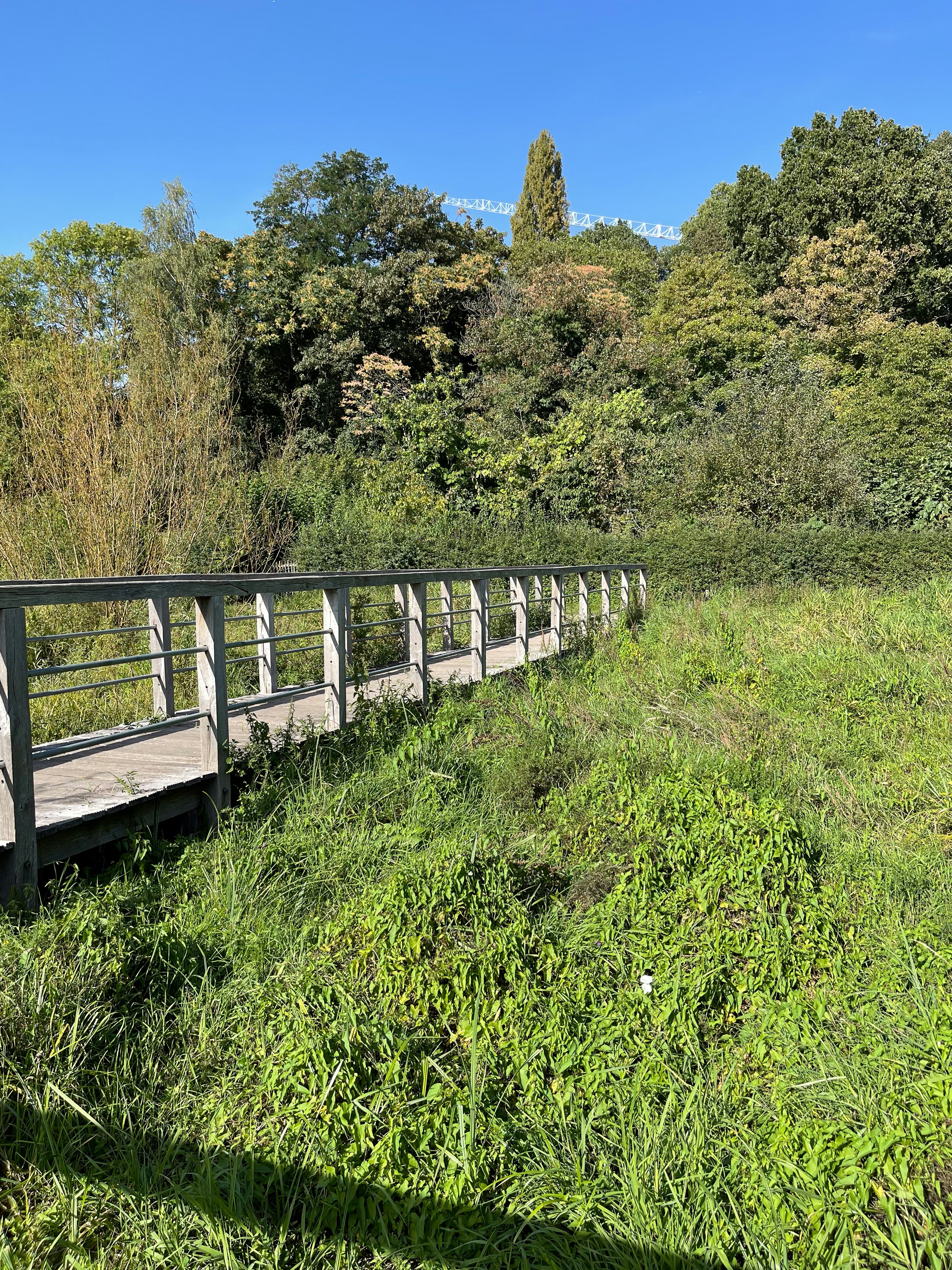 Sunlit Boardwalk: A Meadow Path to the Forest Edge