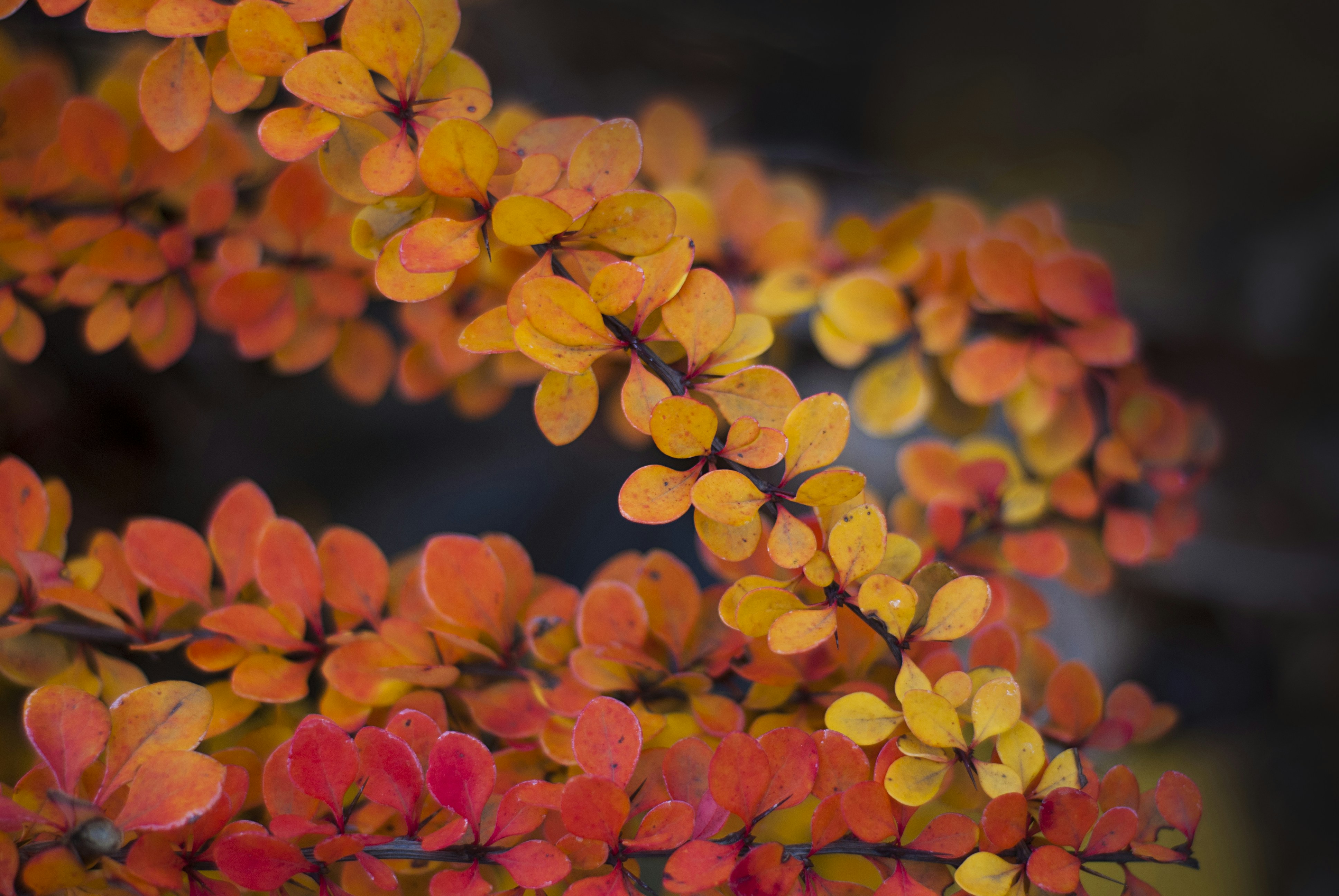 Yellow and red leaves of a bush