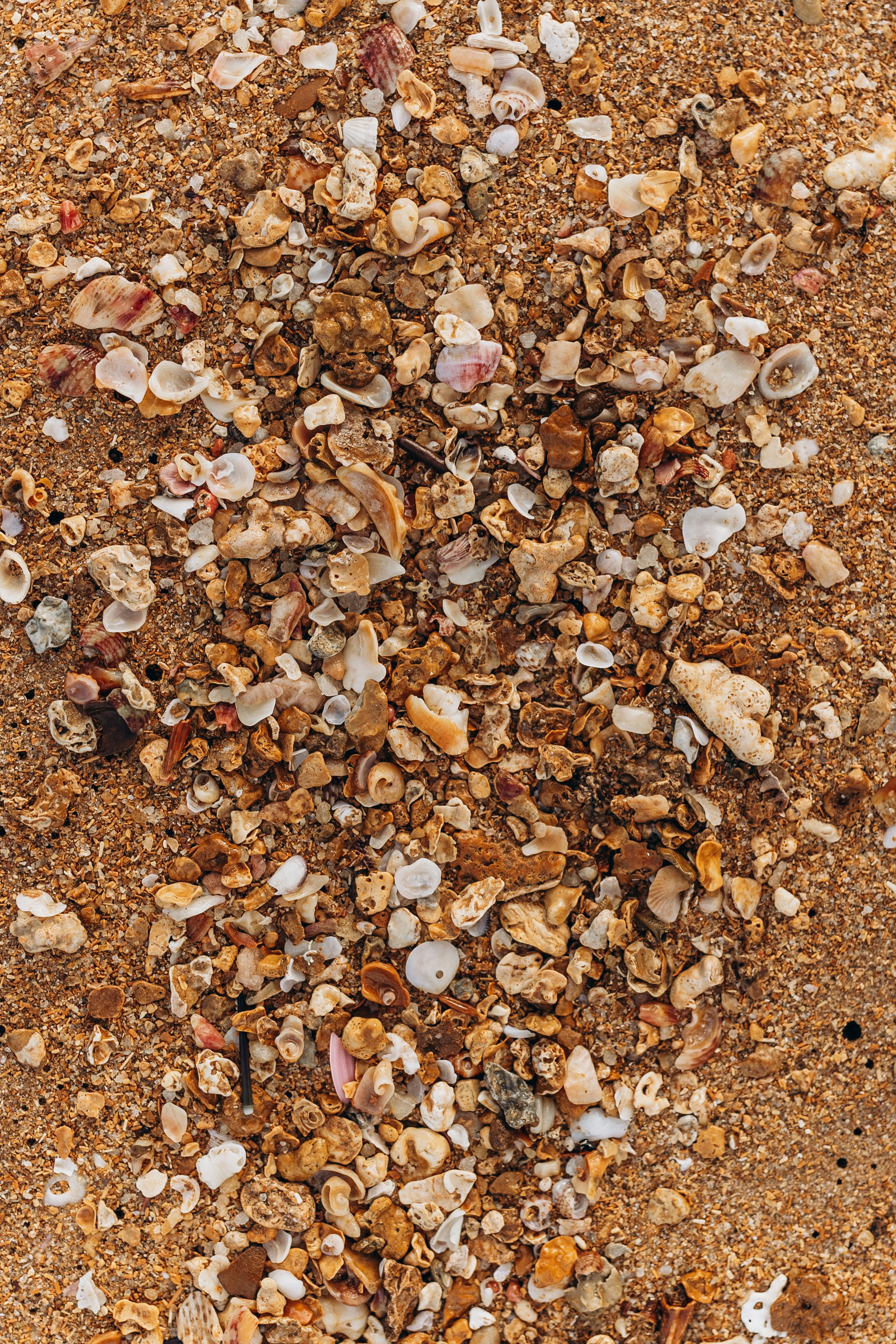 A bunch of shells on a sandy beach photo – Free Brown Image on Unsplash