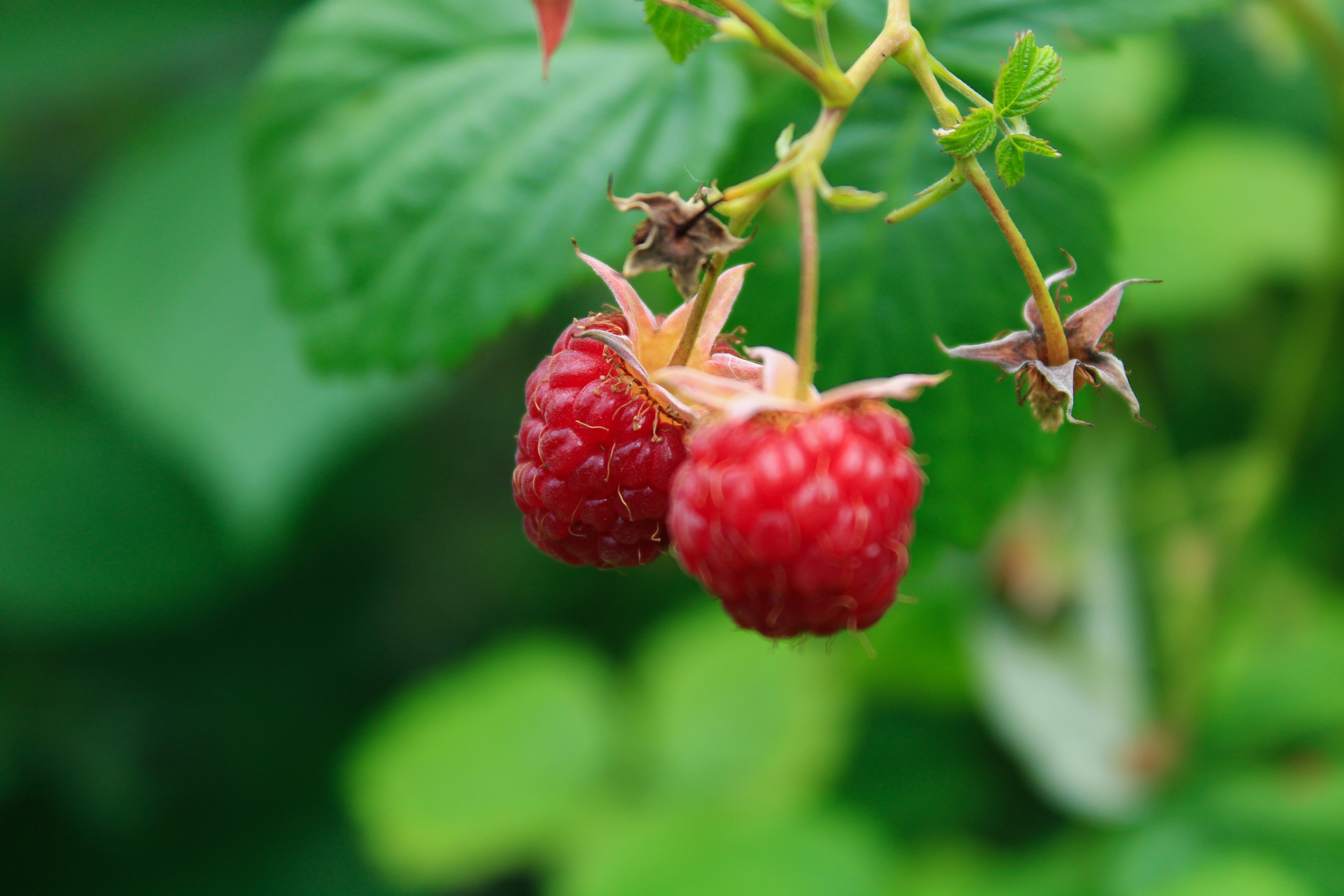 A couple of raspberries hanging from a tree photo – Free Крупный план ...