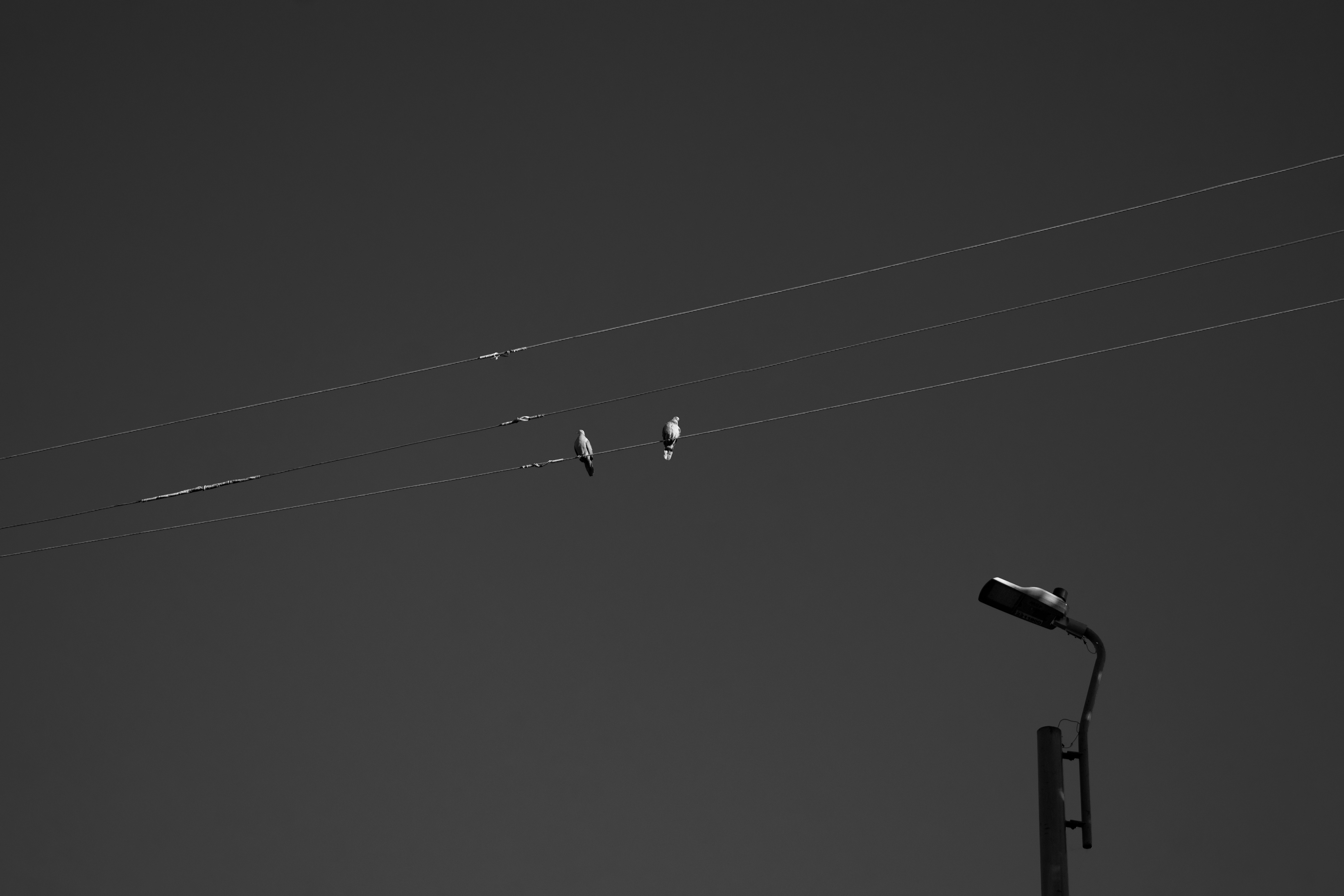 Birds sitting on power lines beneath a clear sky with a single streetlight in view.