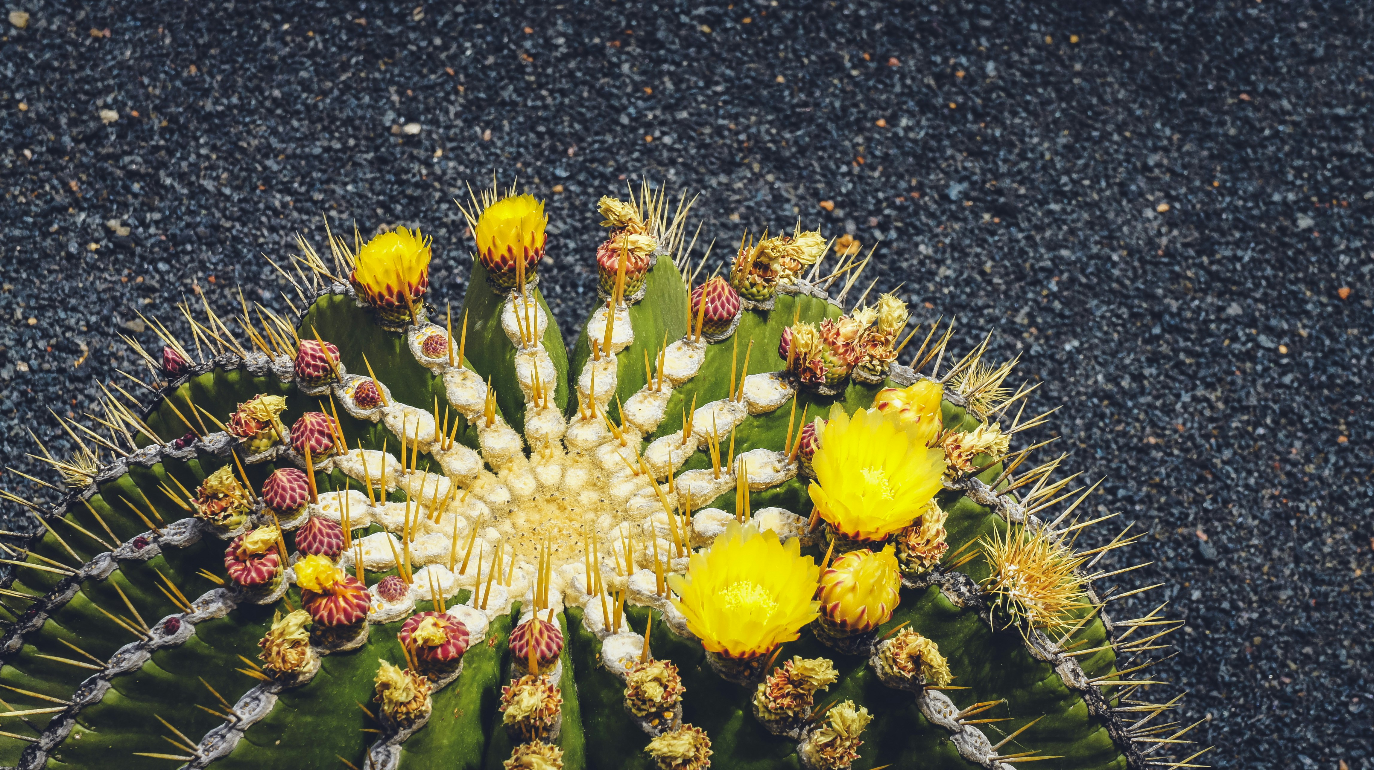 Spiny Crown in Bloom: A Top-Down Portrait of a Desert Cactus