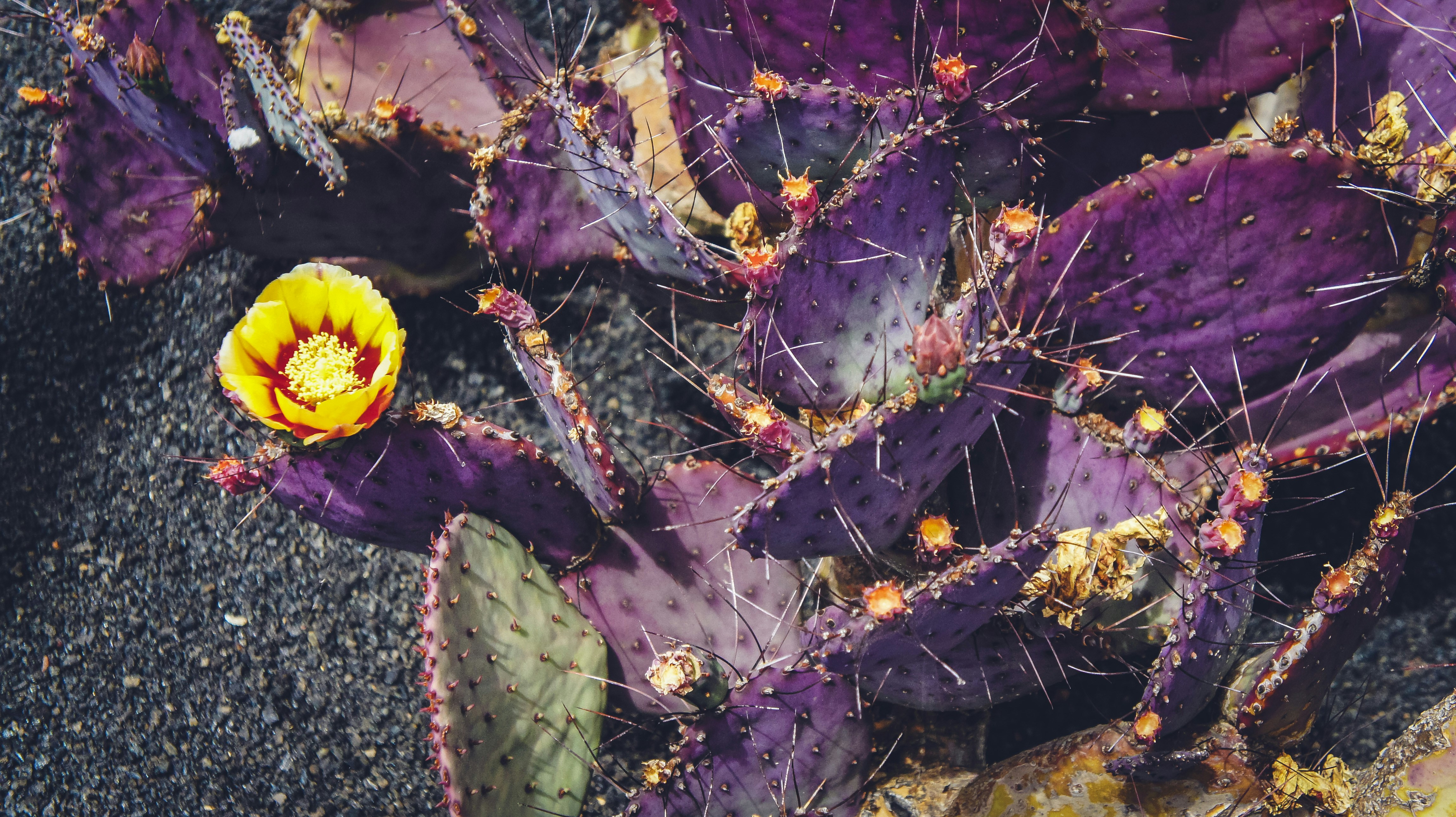 Sunlit Yellow Bloom on Violet Prickly Pear Armor