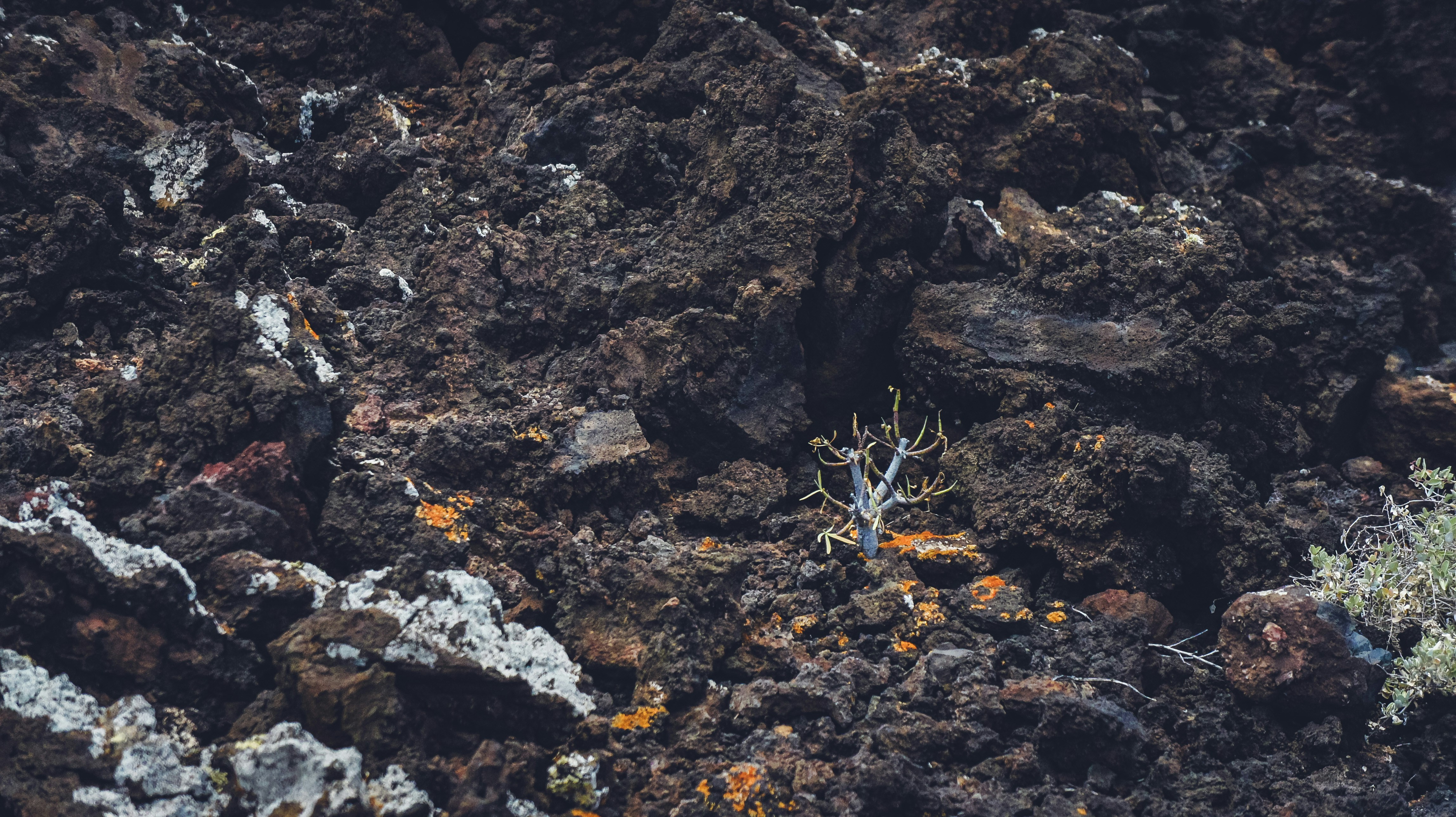 Lone Sprout Against Charred Ridge: A Micro Triumph on Lava Rock