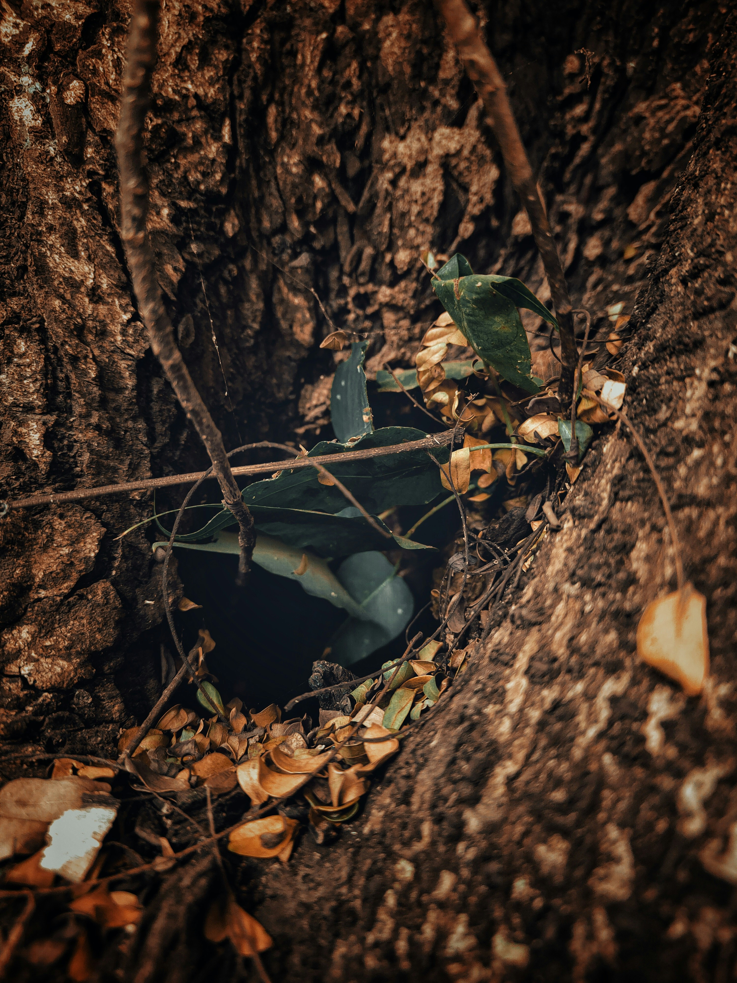 Tree Hole Pictures | Download Free Images on Unsplash