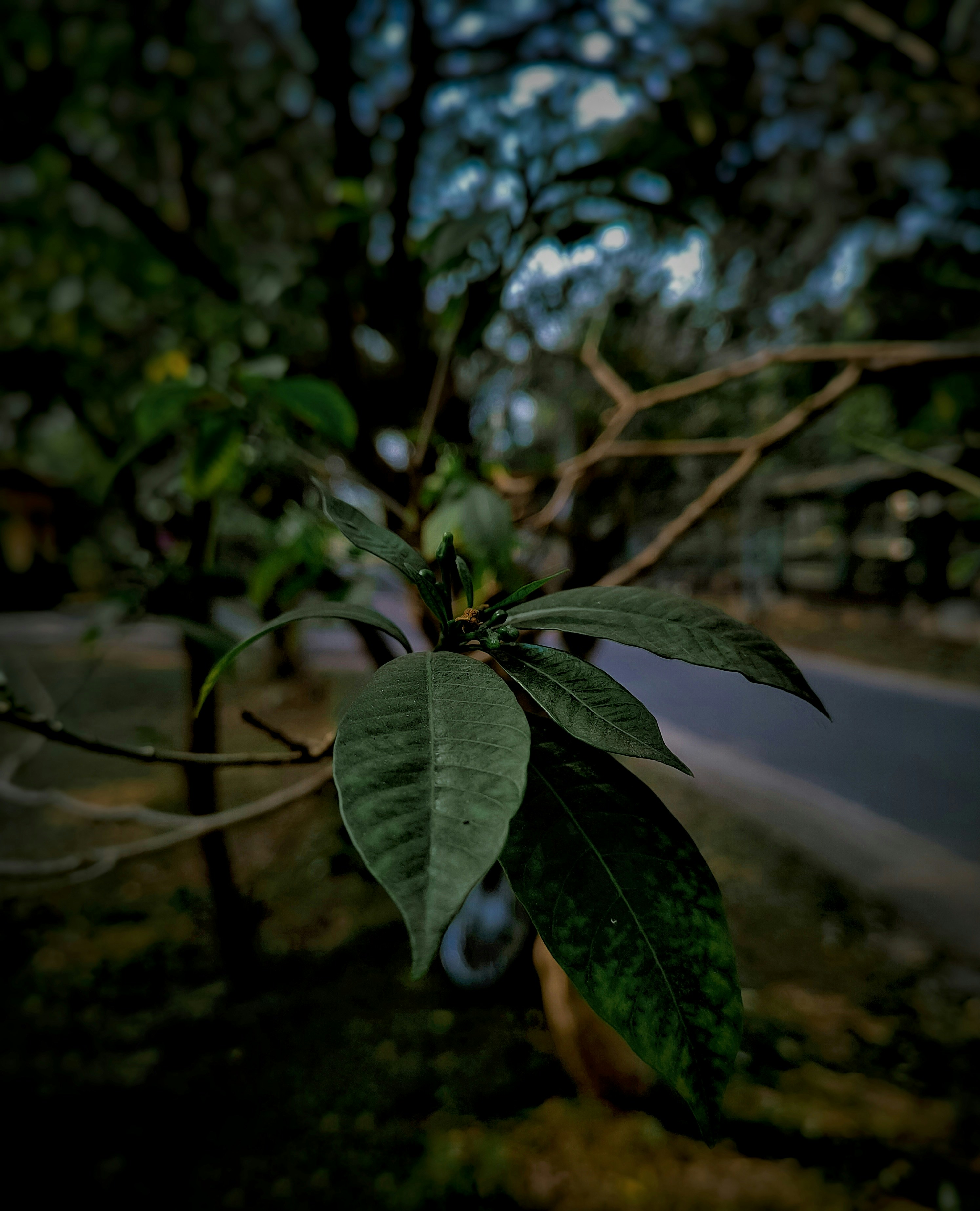 Close-up of glossy leaf cluster with a softly blurred roadside and trees in the background.