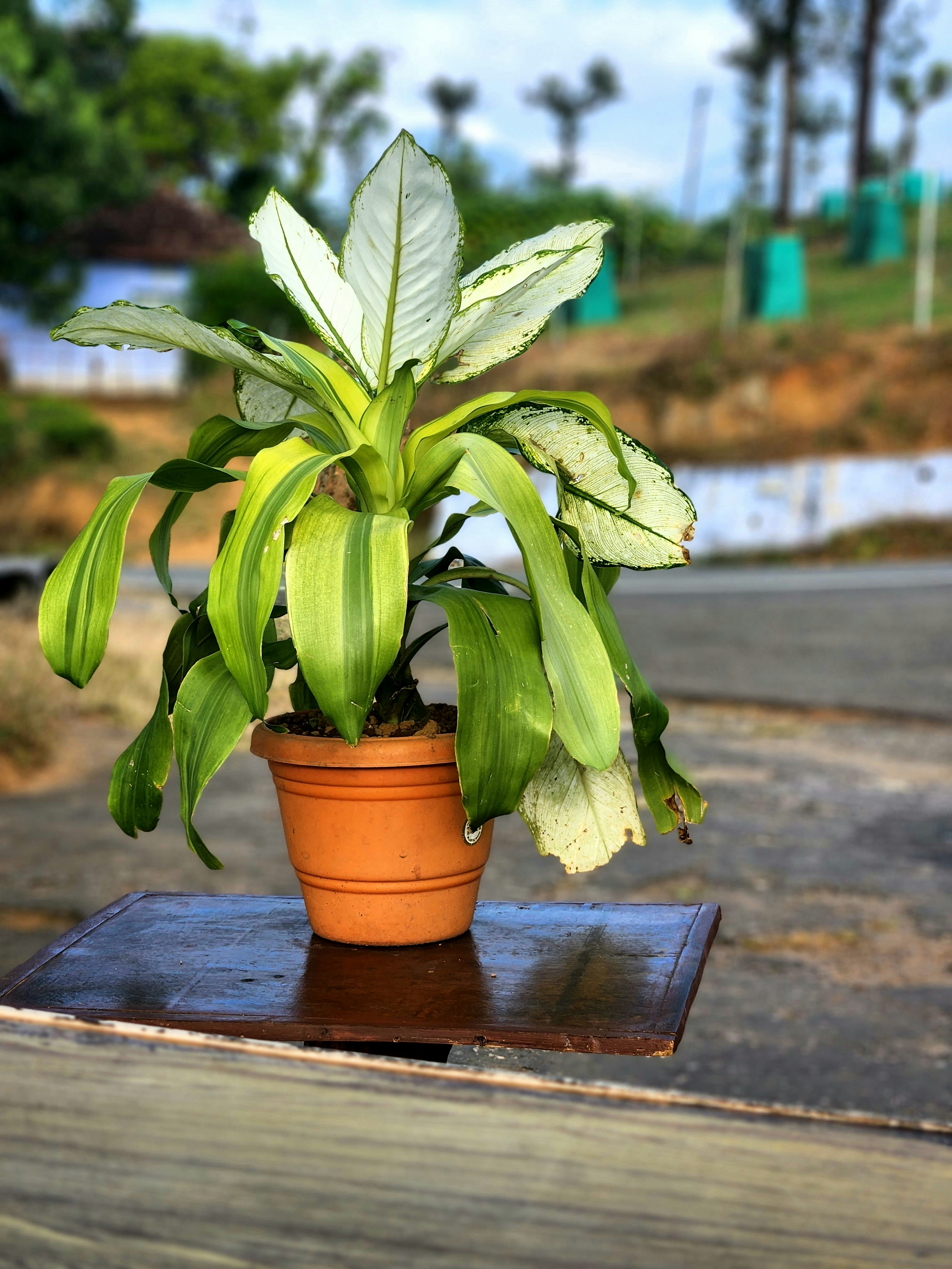 Lush Quiet: Variegated Foliage on a Weathered Table