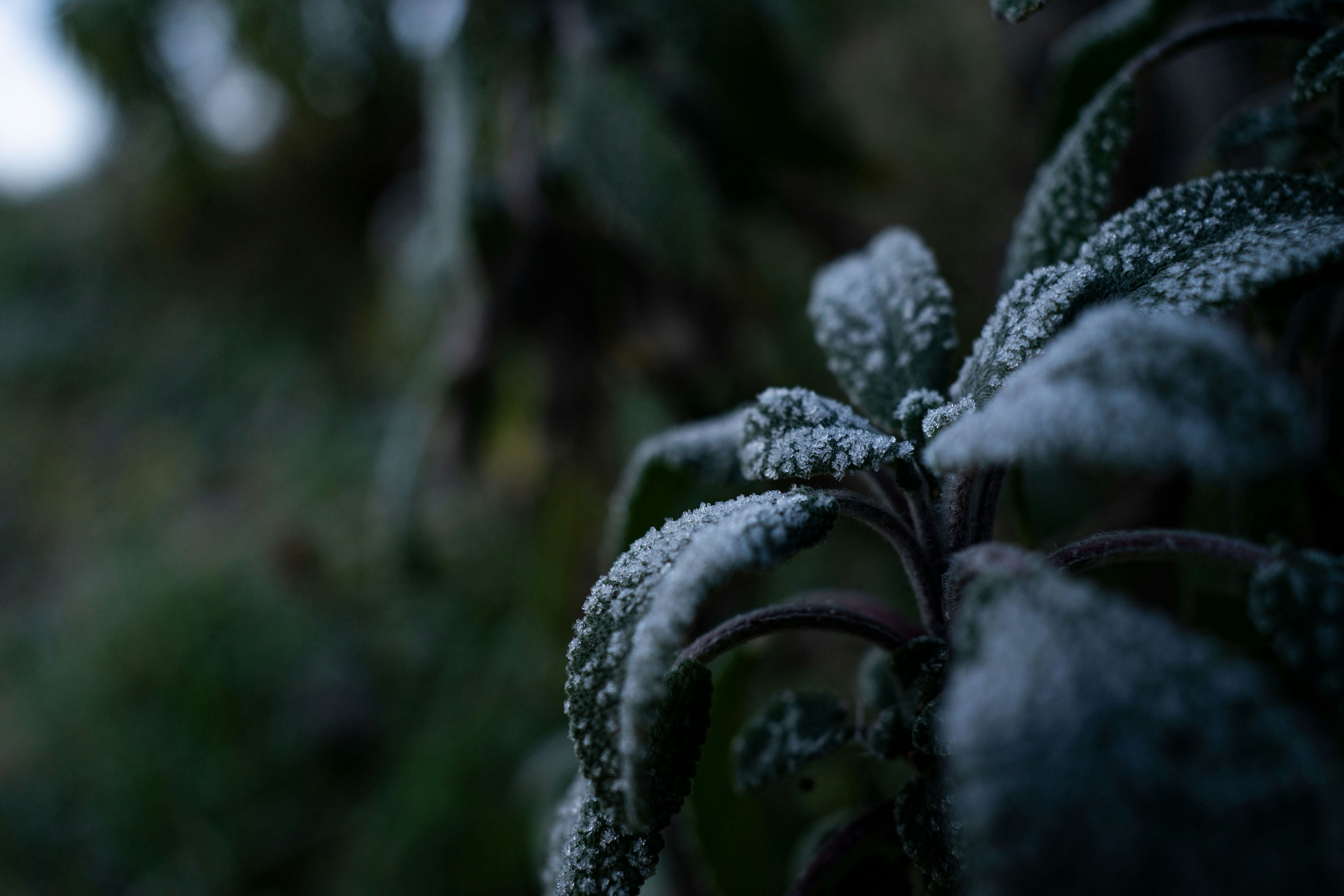 Frosted Leaf at Dusk: a Quiet Close-Up of Winter Texture