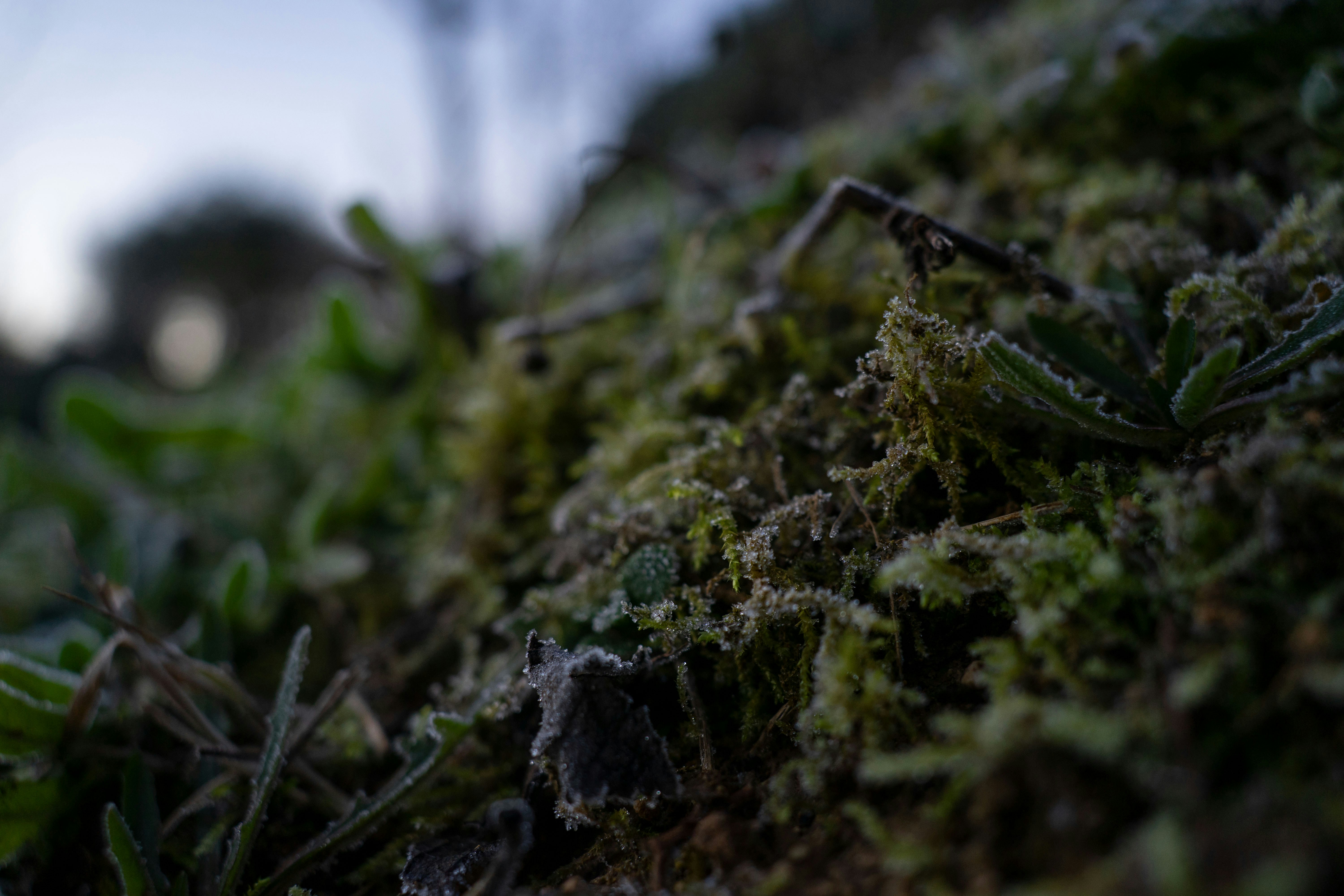Dawn Frost on Moss: A Quiet Macro Landscape